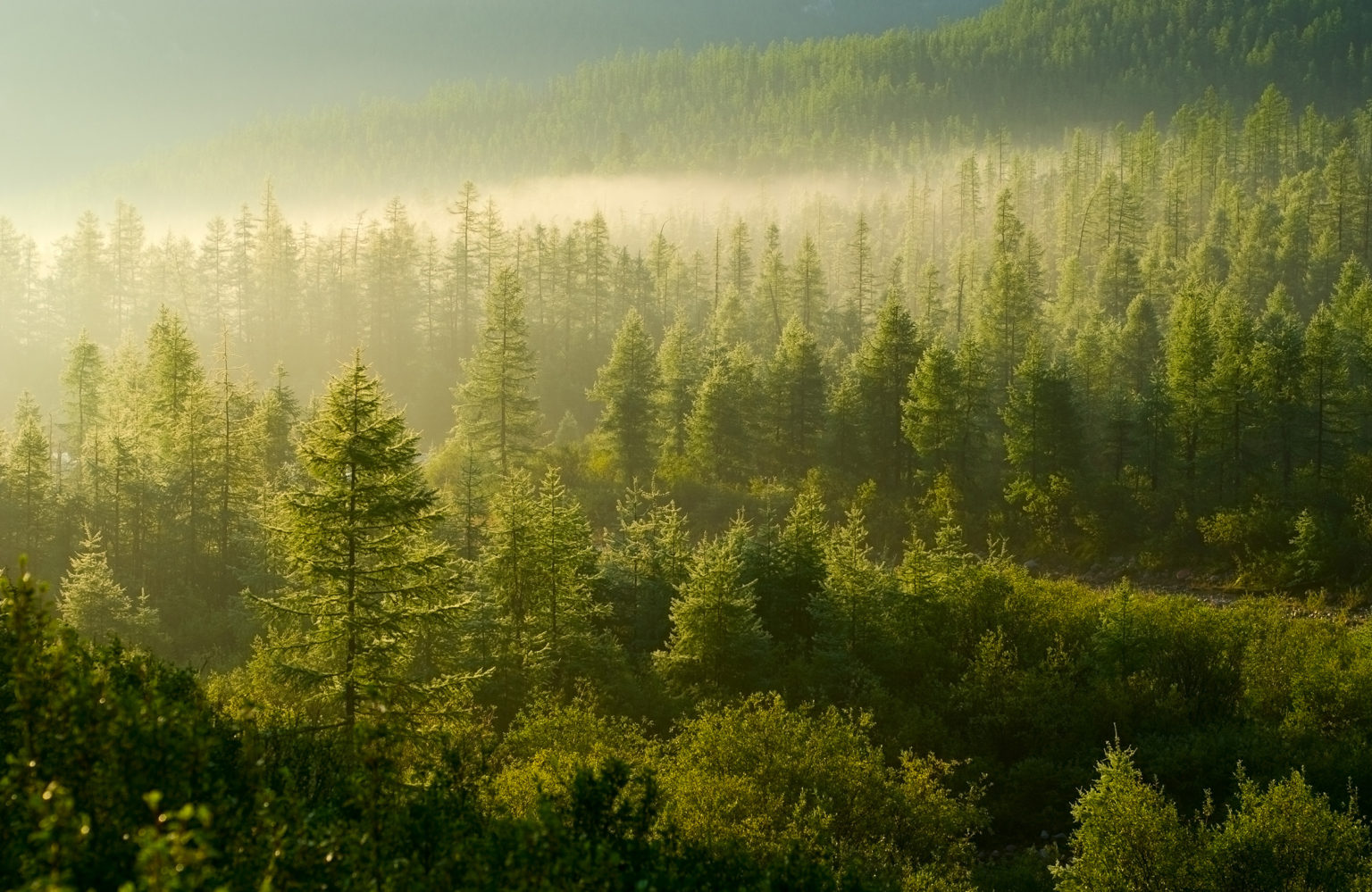 Woodland & Sustainable Forest Management | Tilhill Forestry UK