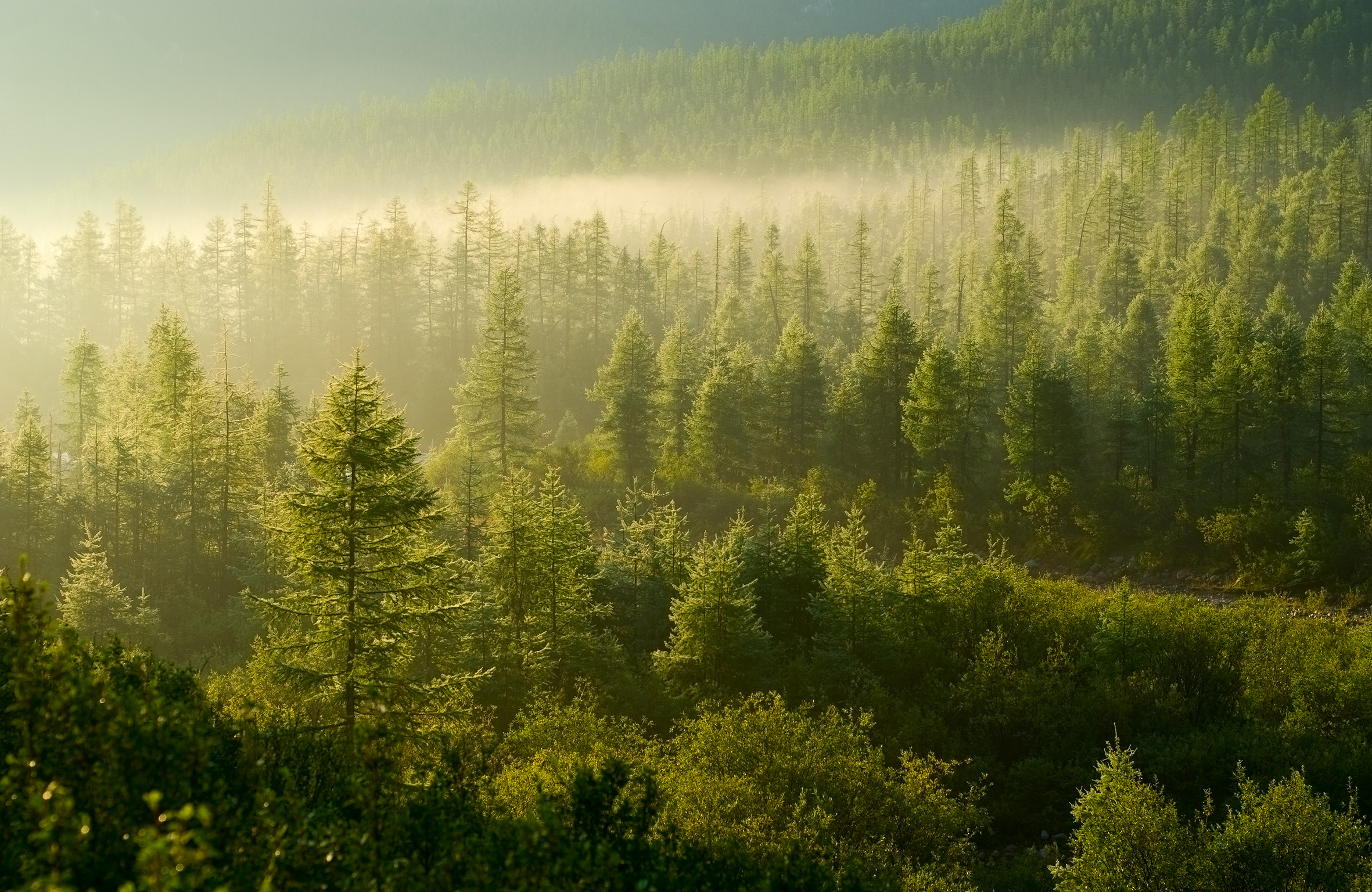 Forestry and Woodland - Tilhill Forestry