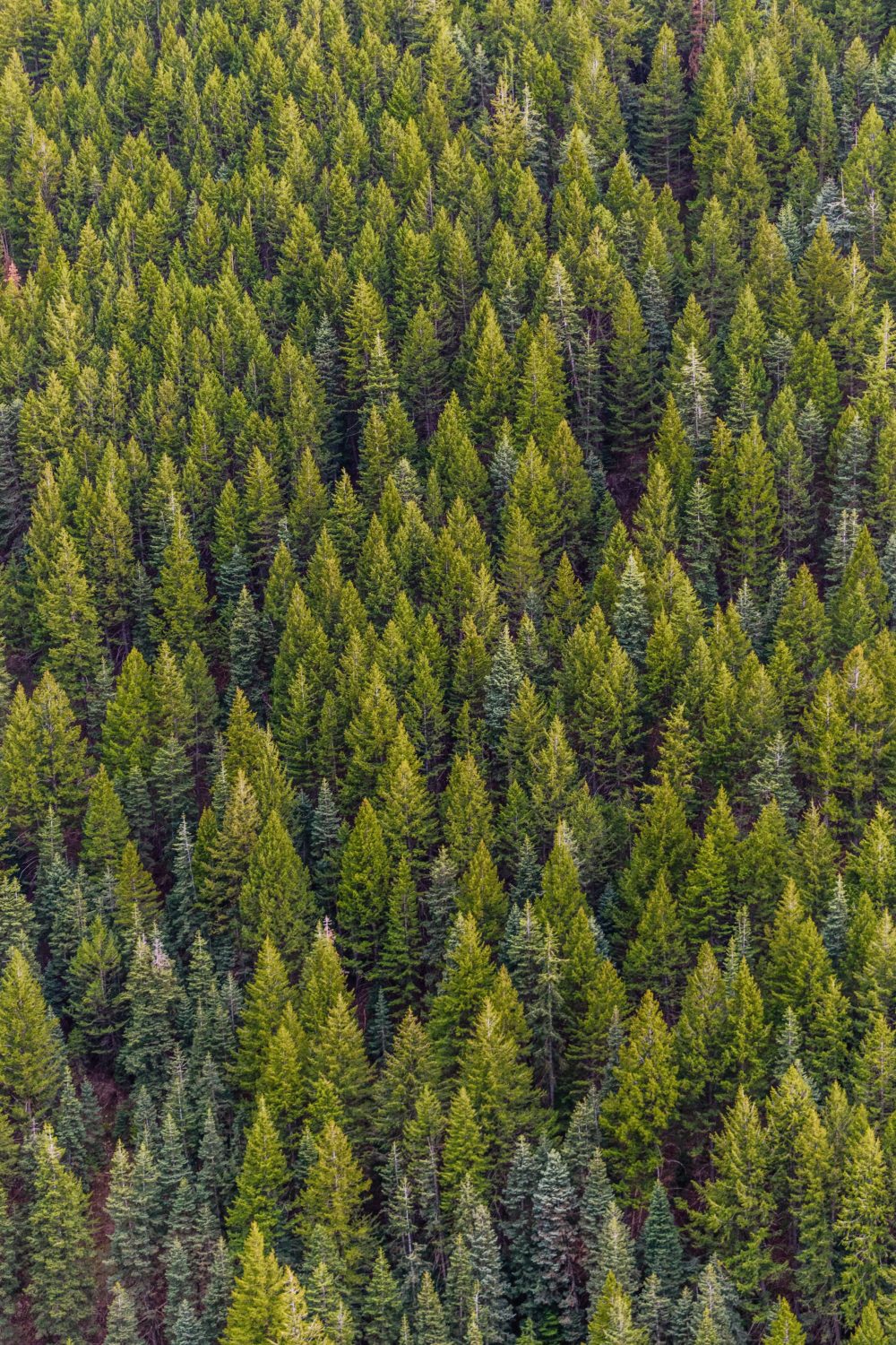 Conifer vs Broadleaf - Tilhill