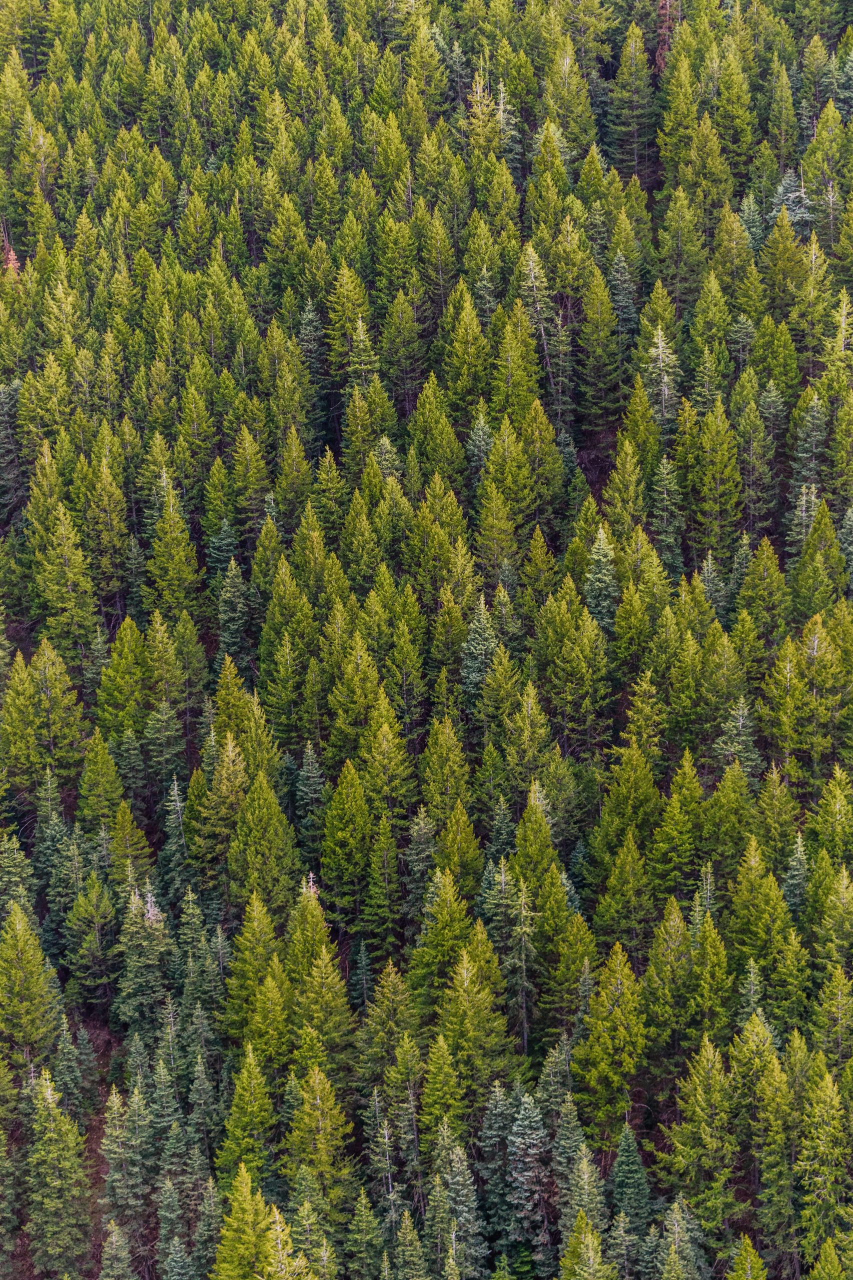 Conifer vs Broadleaf - Tilhill Forestry