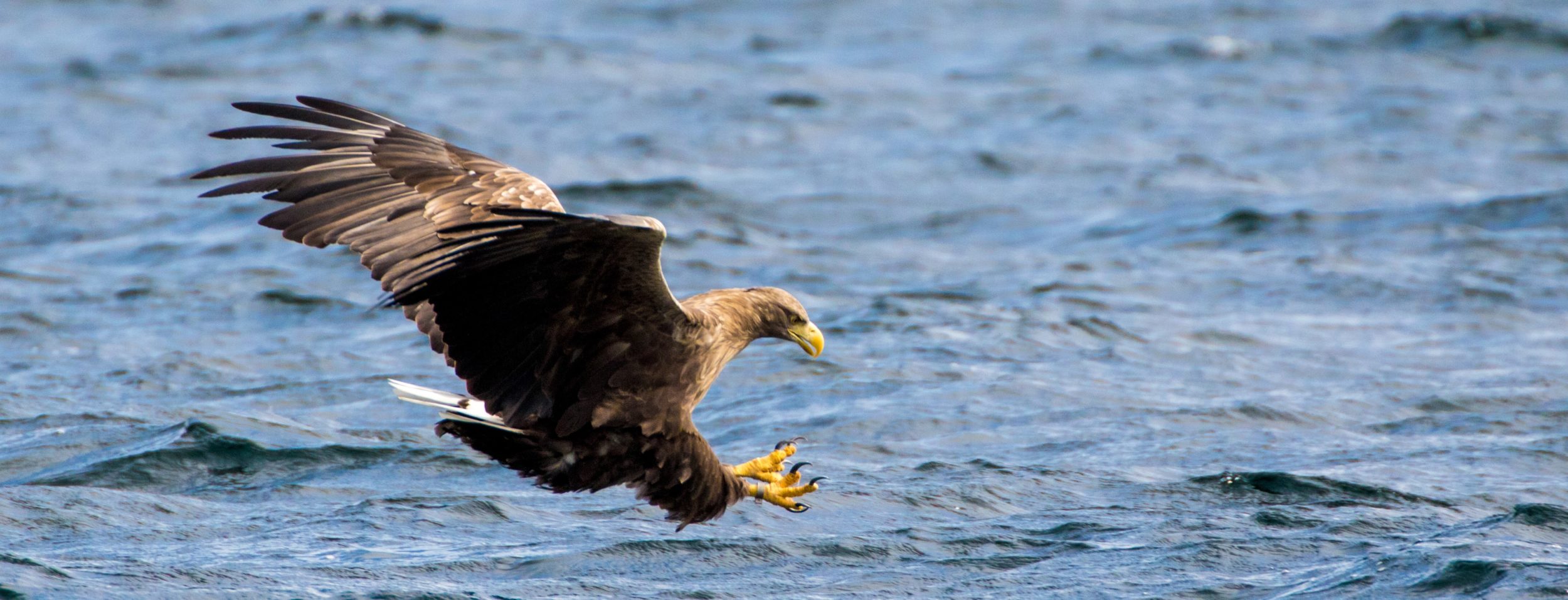 Wildlife Surveys & Assessments - Tilhill Forestry