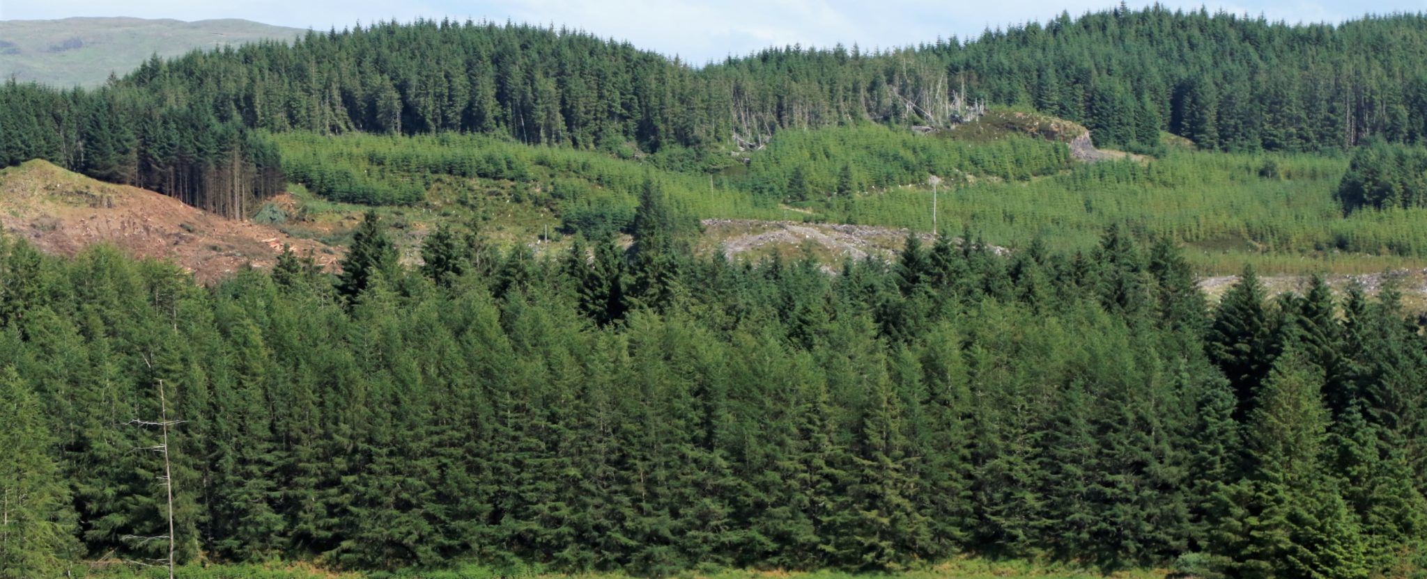 Our Forestry Team - Tilhill Forestry