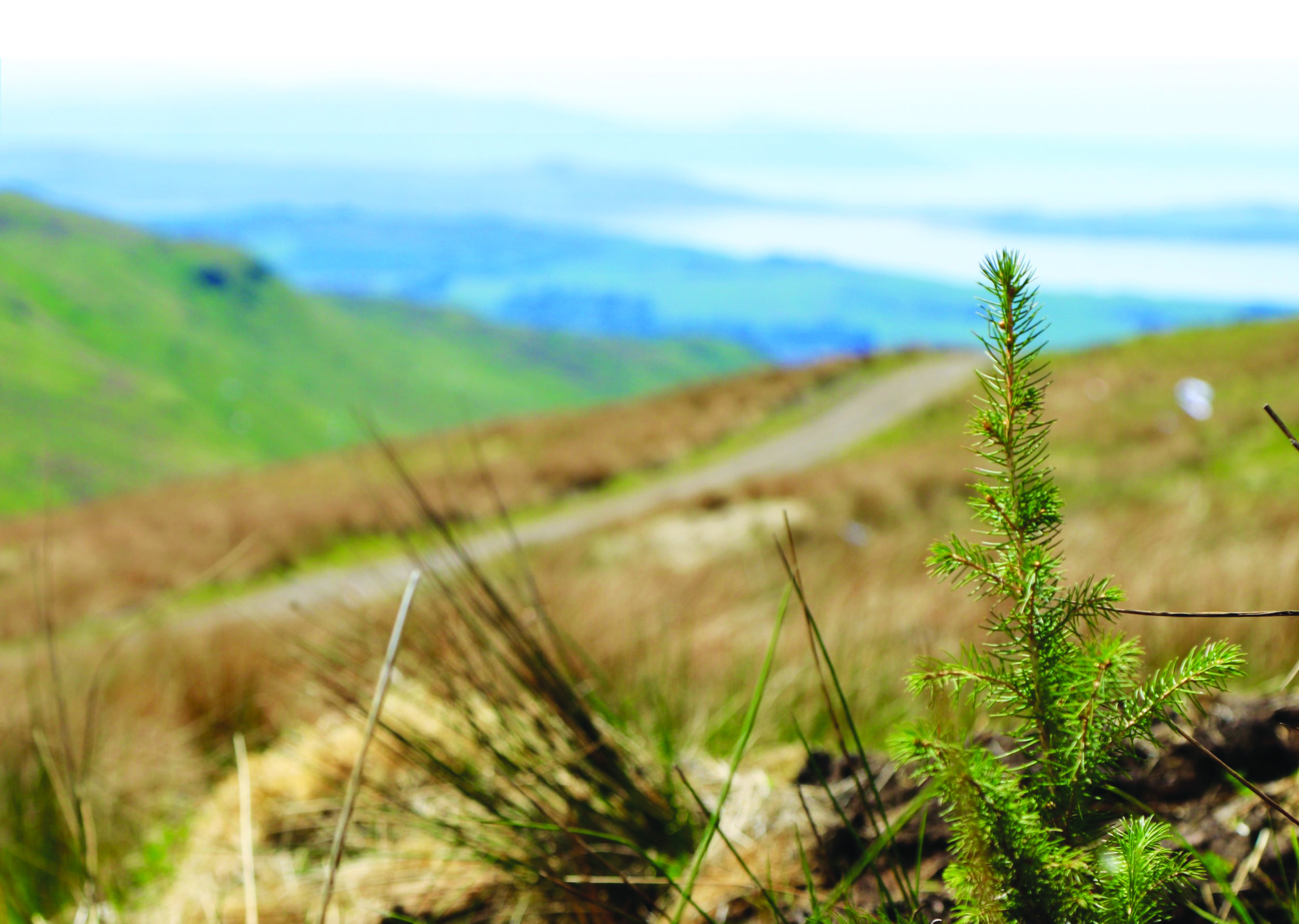 The Leader Magazine - Tilhill Forestry