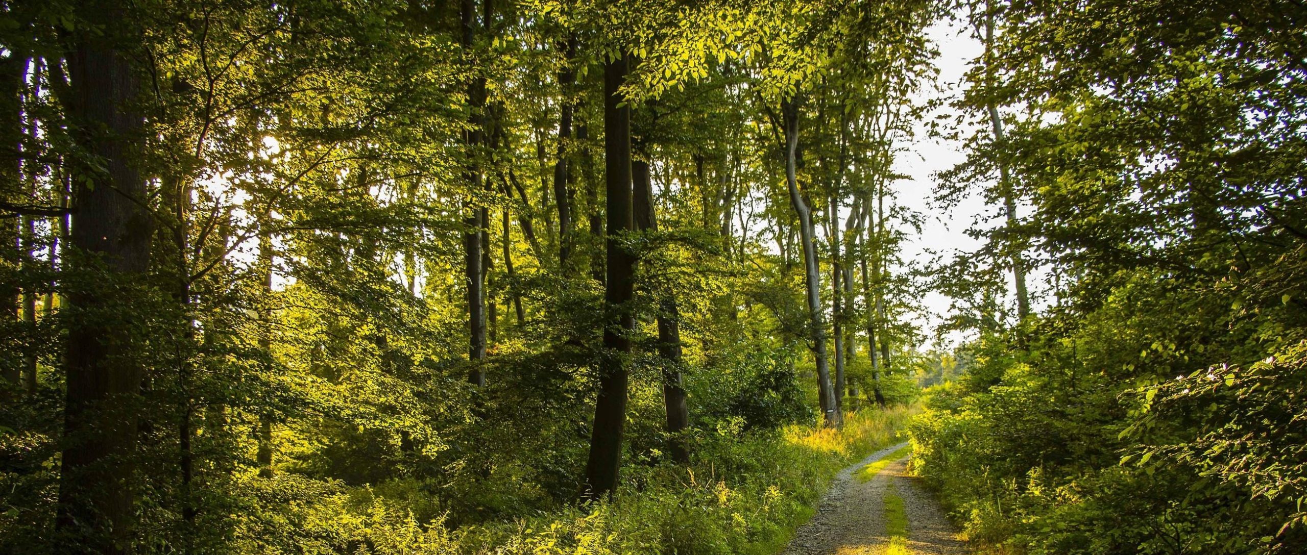 Lowland Woodlands - Tilhill Forestry