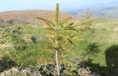 Conifer vs Broadleaf - Tilhill Forestry