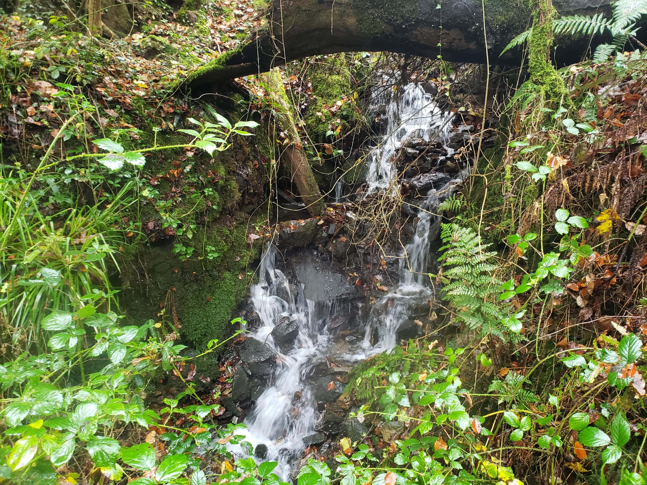 A Typical Day as an Assistant Forest Manager - Tilhill Forestry