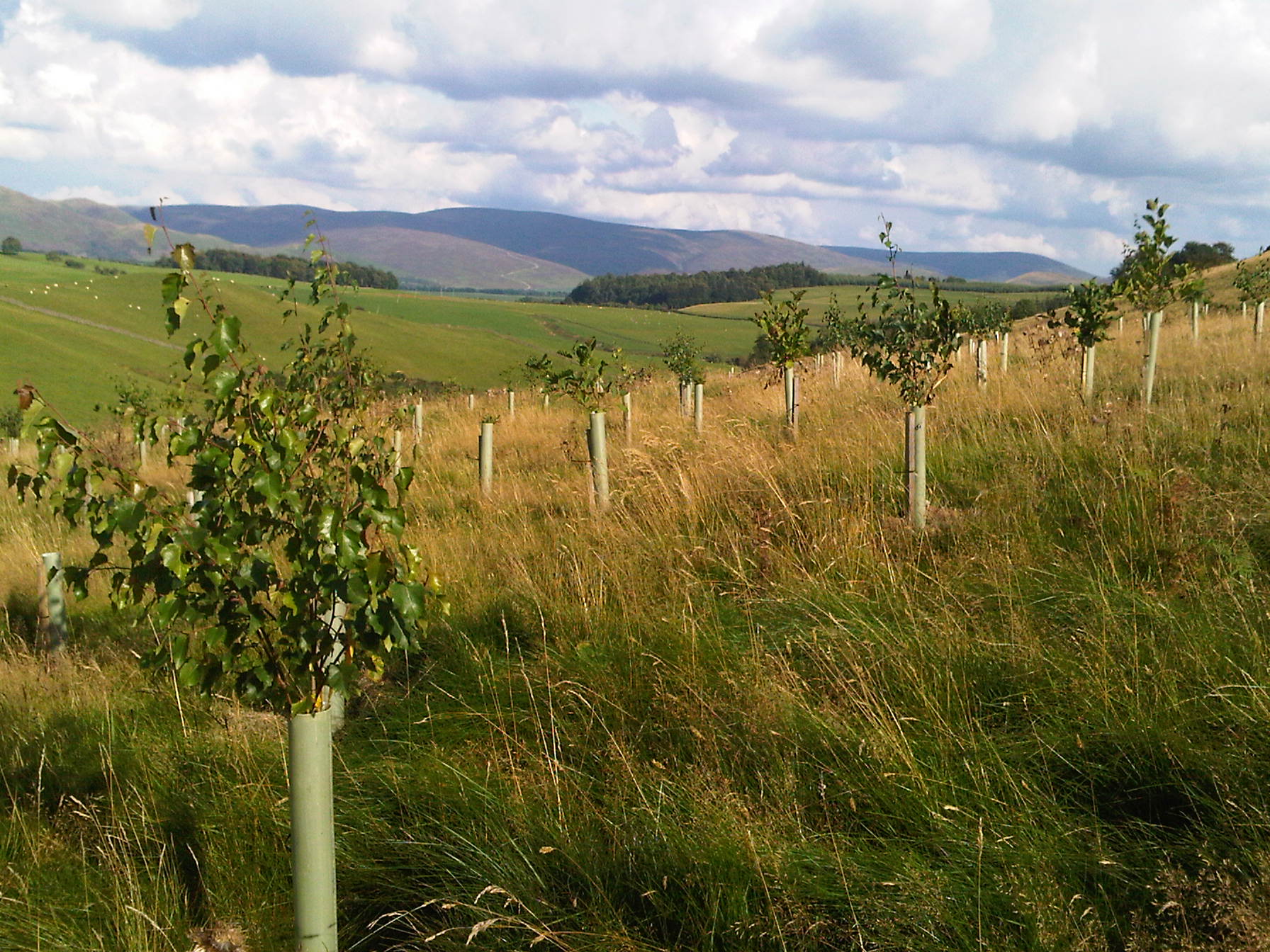 Forestry loan to help small scale woodland projects - Tilhill Forestry