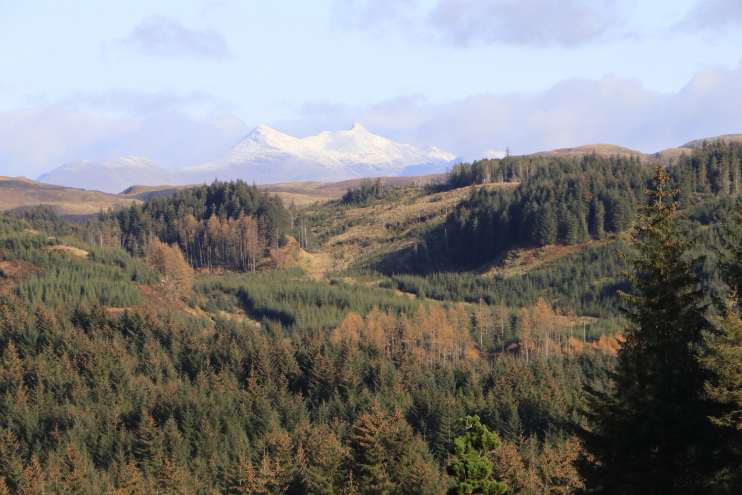 The UK Forest Market Report 2025 - Tilhill Forestry