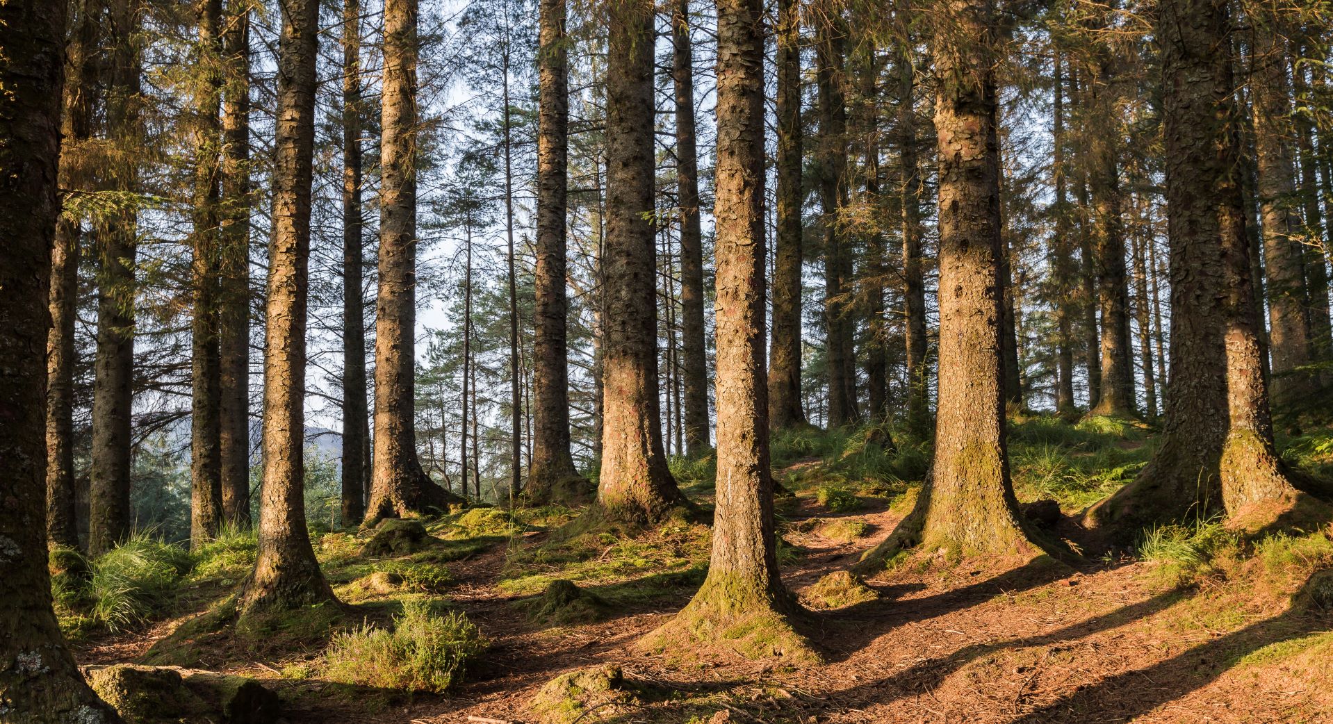 New Civ Tech challenge from FLS - better forest measurement - Tilhill ...