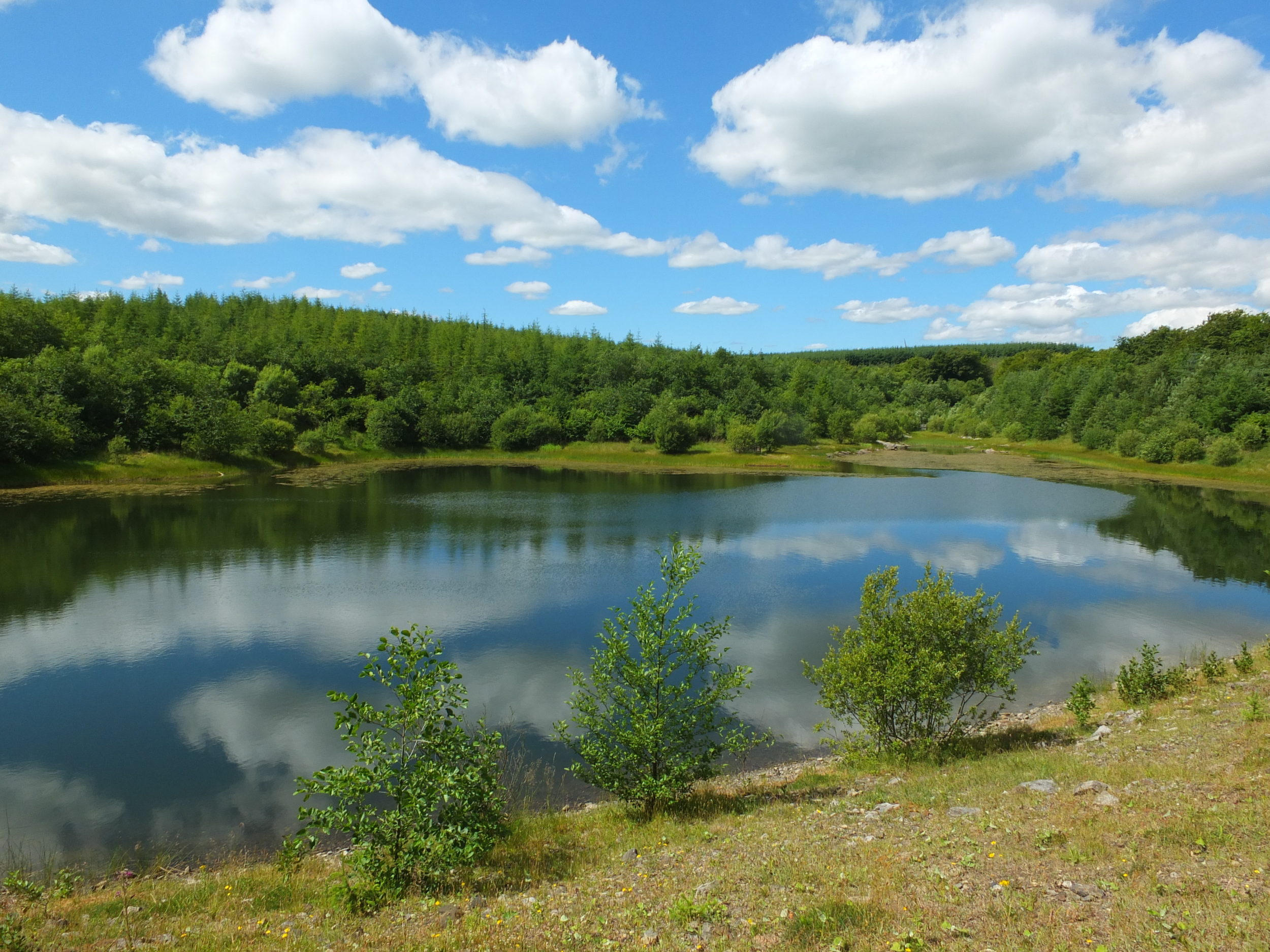 The 20th Annual Forest Market Report 2018 - Tilhill Forestry