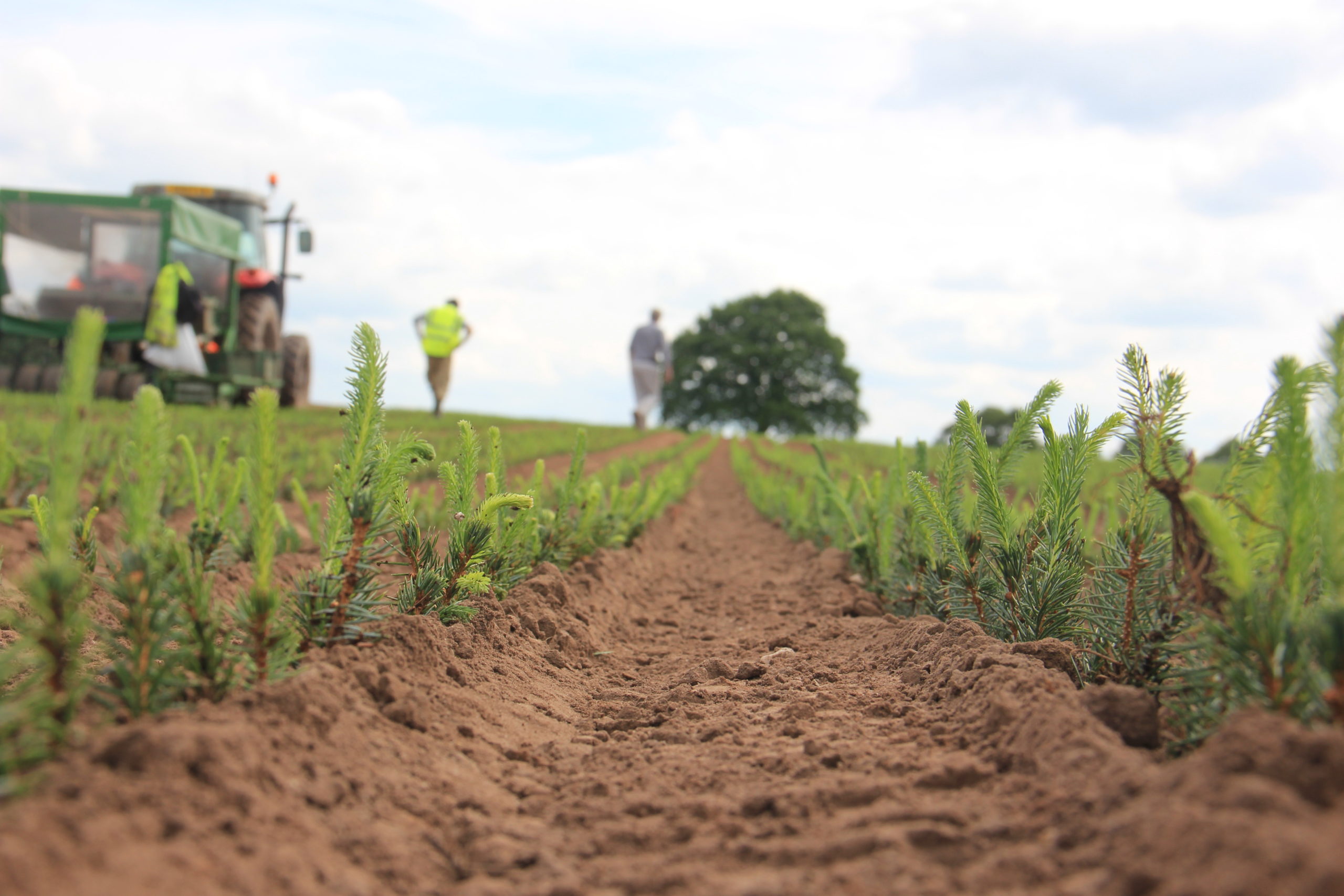 Working with Maelor Nurseries - Tilhill Forestry