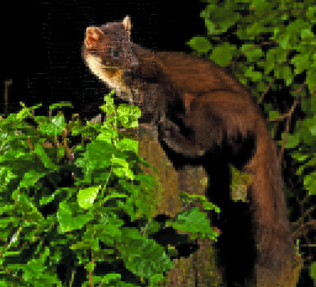 Scottish pine martens repopulating in Welsh mountains - Tilhill Forestry