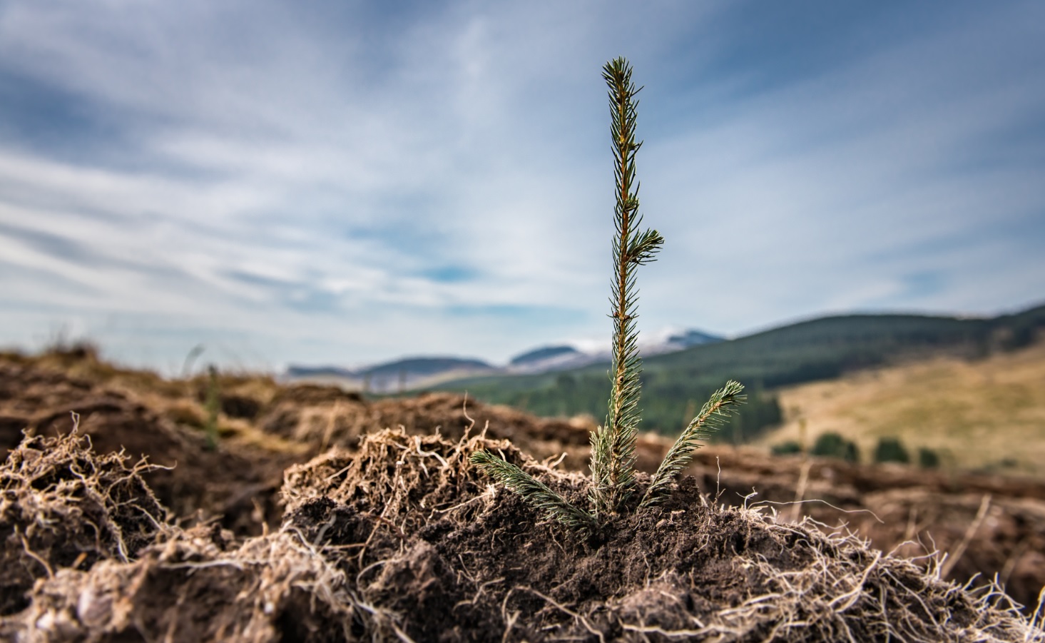 Exploring Woodland Creation on Marginal Land - Tilhill Forestry