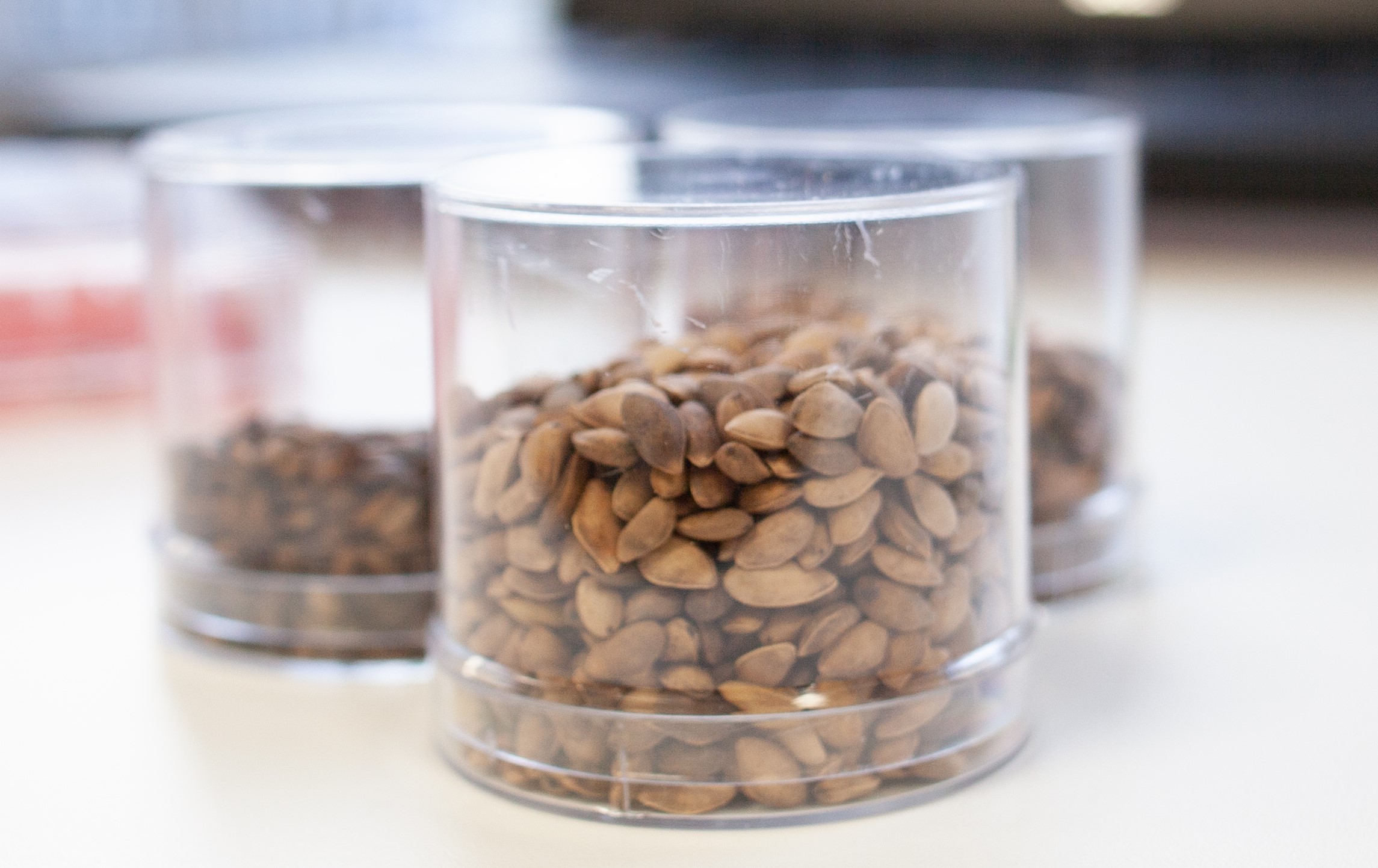 Making the most of Scotland's tree seed - Tilhill Forestry