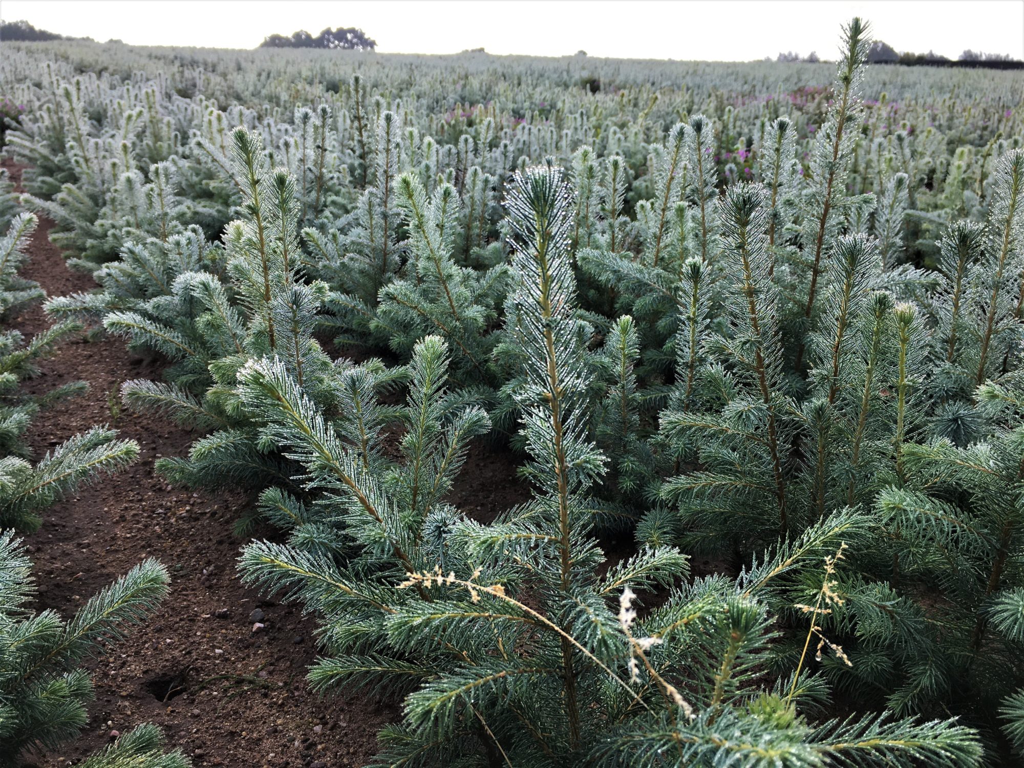 Building a Solid Structure for Growth - Tilhill Forestry