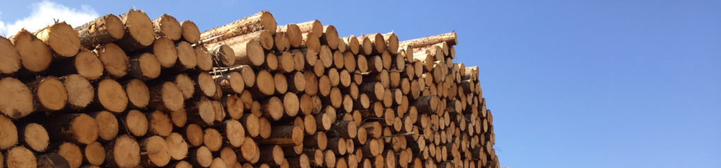 Timber prices are strong – but have they peaked? - Tilhill