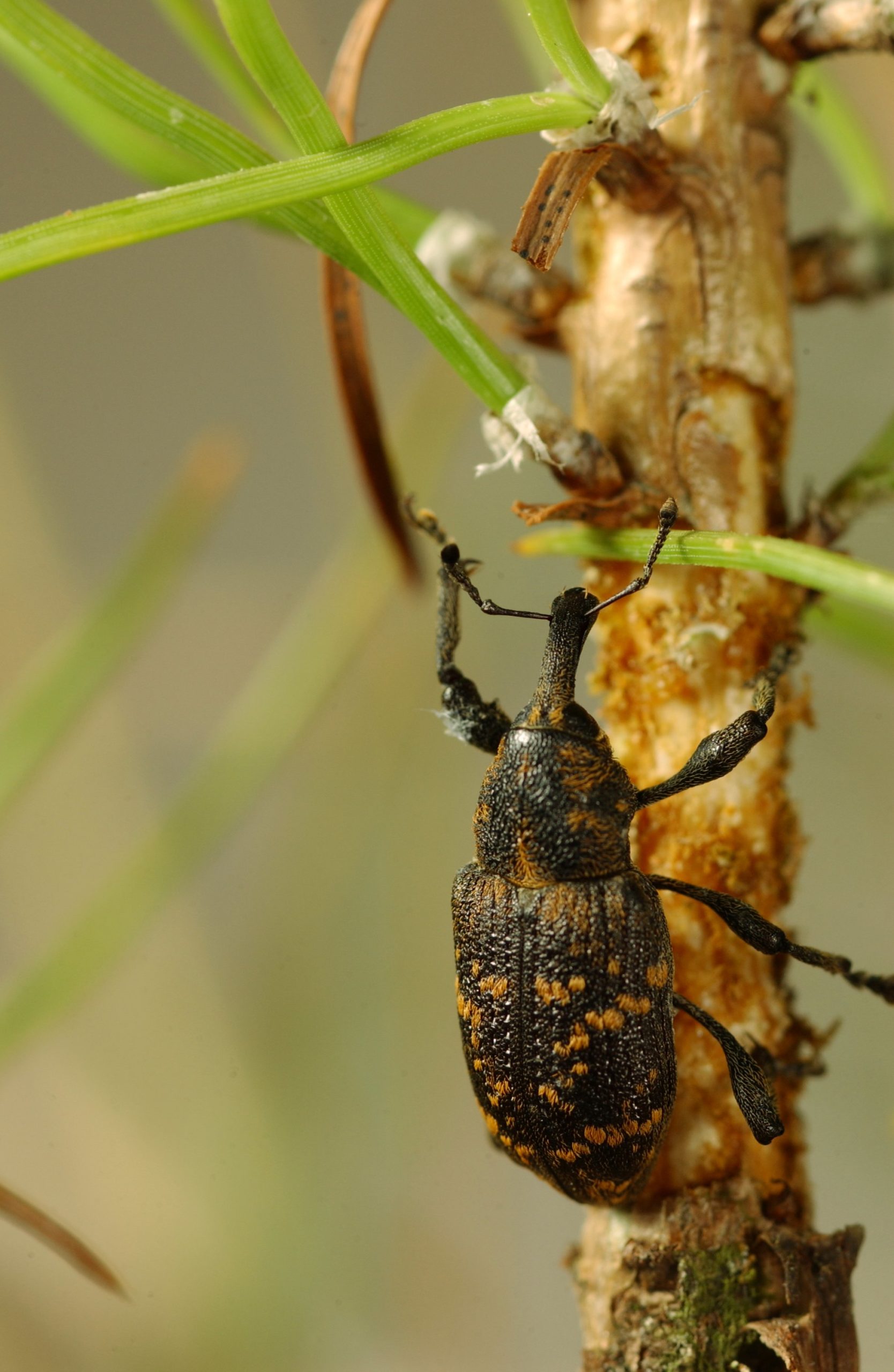 Funding for research to tackle weevil menace - Tilhill Forestry