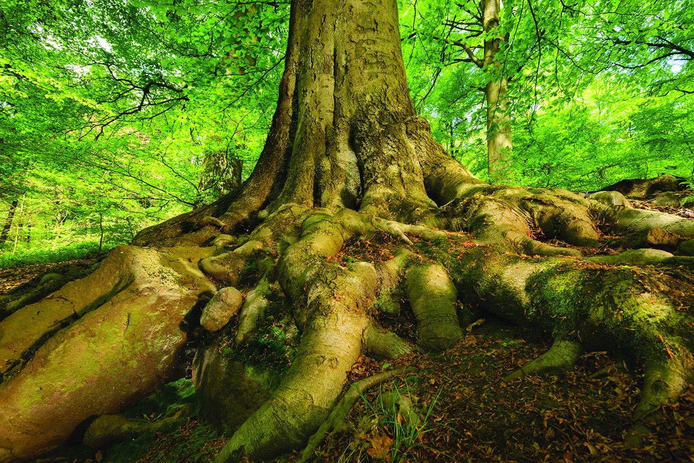 The World Wide Web in our soils - Tilhill Forestry