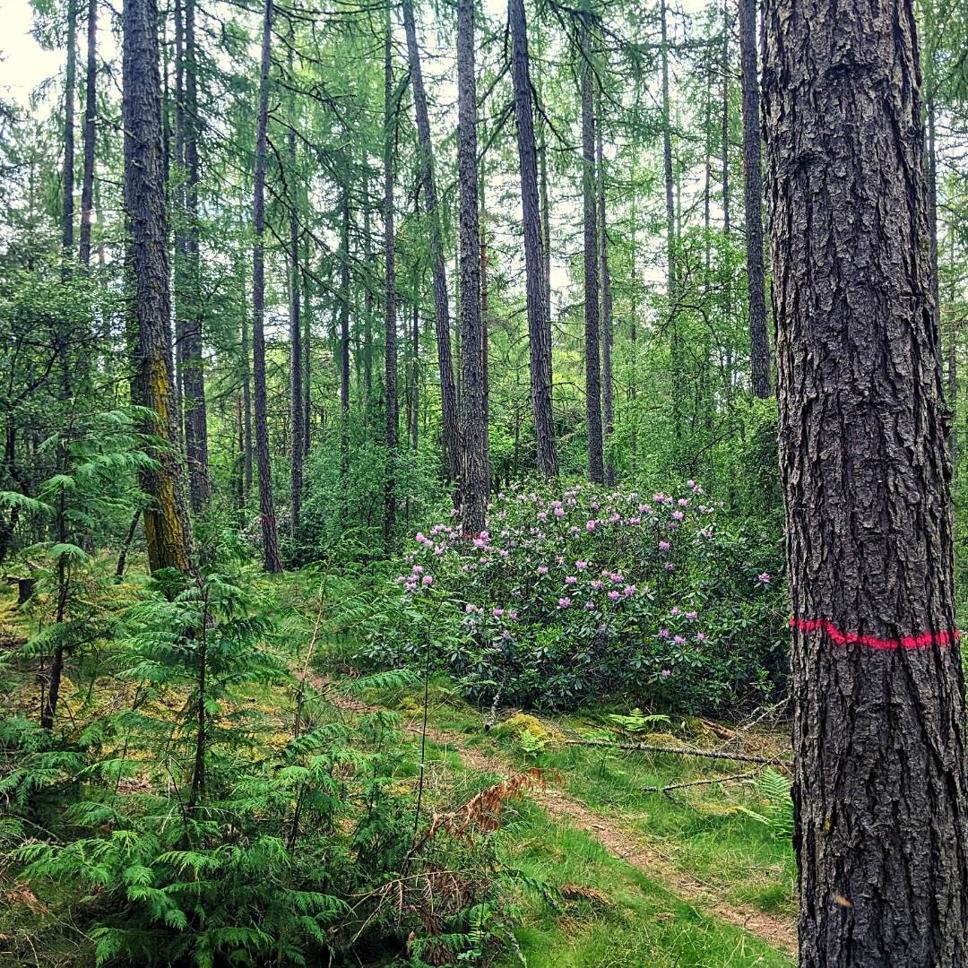 Seeing the Wood for the Trees - A Harvesting Graduate Blog - Tilhill ...