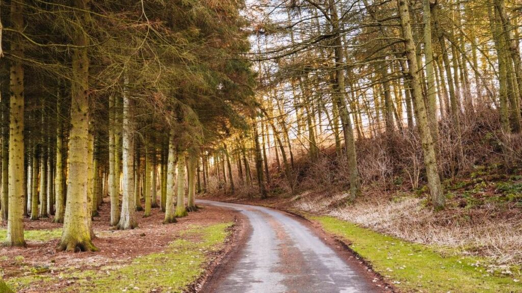 Scottish Forestry Trust Announces Trustees - Tilhill Forestry