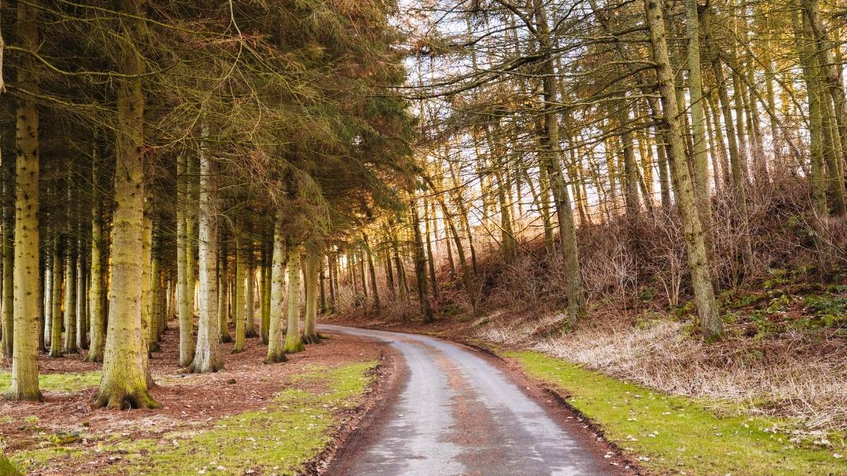 Scottish Forestry Trust Announces Trustees - Tilhill Forestry