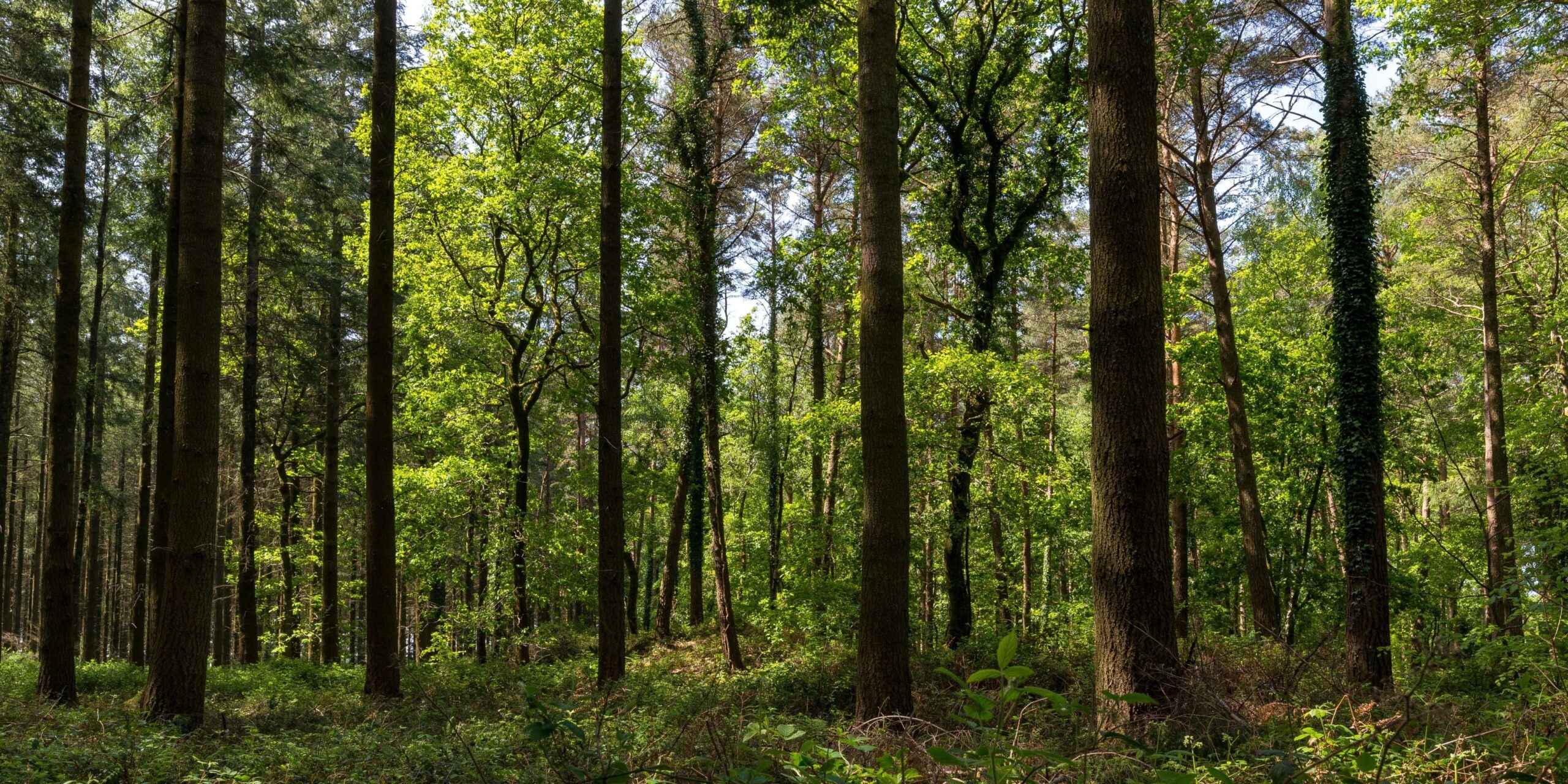 BSW Timber Ltd acquired by Binderholz - Tilhill Forestry