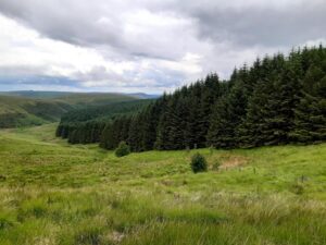 Conifer vs Broadleaf - Tilhill Forestry
