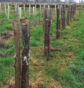 Call to Action - Tilhill Forestry