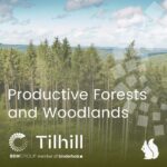 Conifer vs Broadleaf - Tilhill