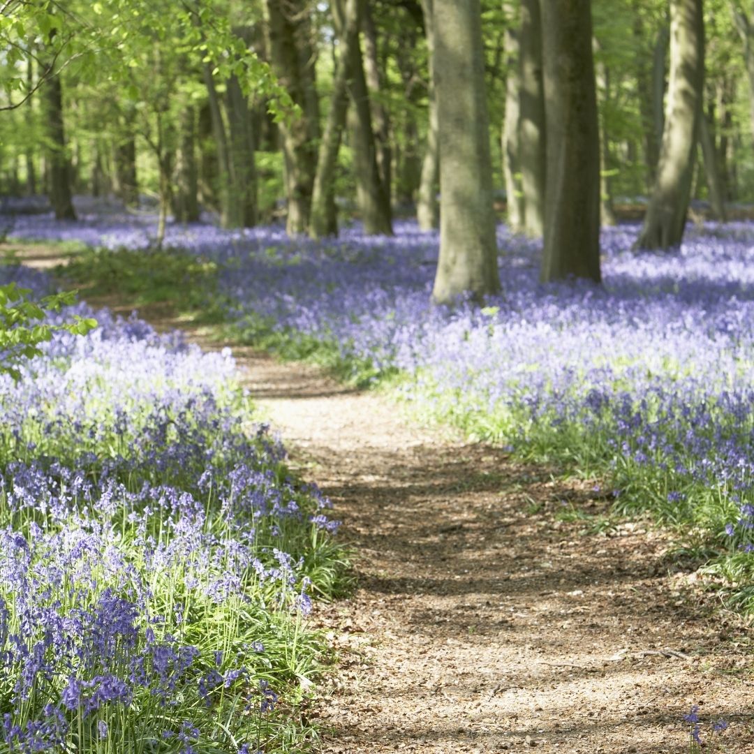 Conifer vs Broadleaf - Tilhill Forestry