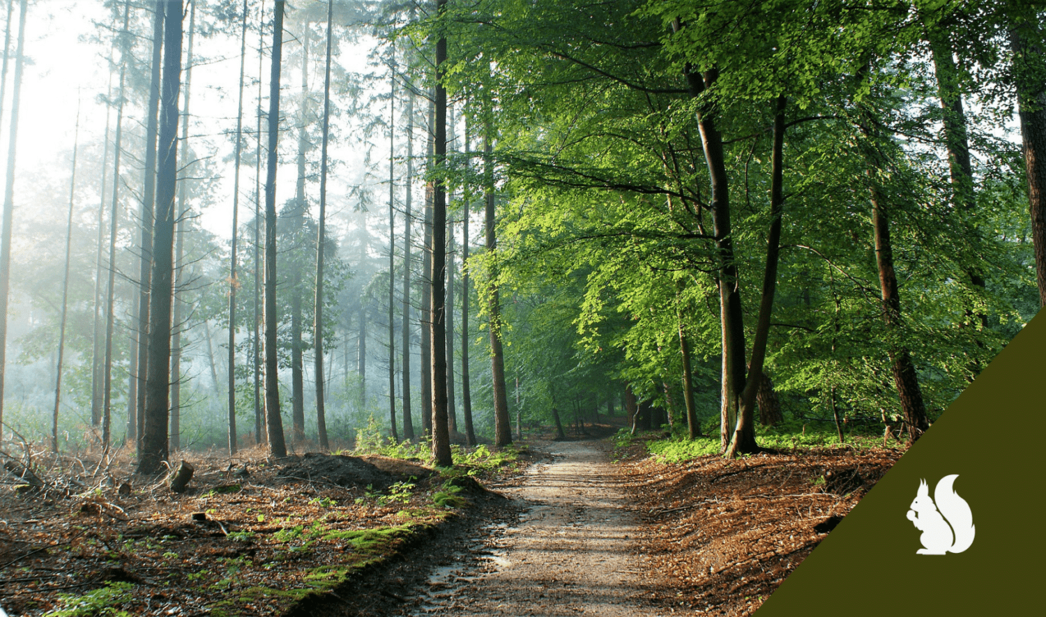 Conifer vs Broadleaf - Tilhill Forestry