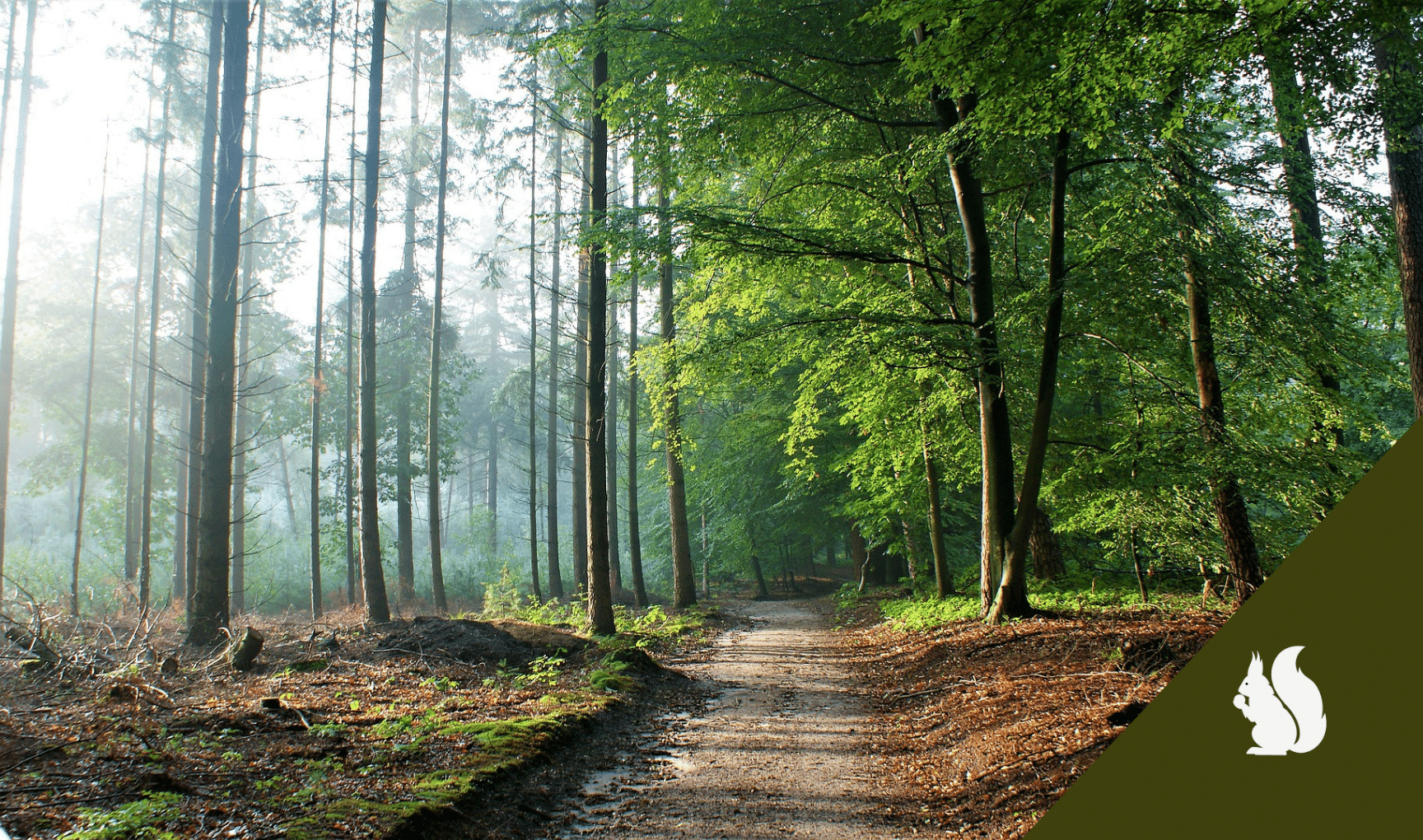 Conifer vs Broadleaf - Tilhill Forestry