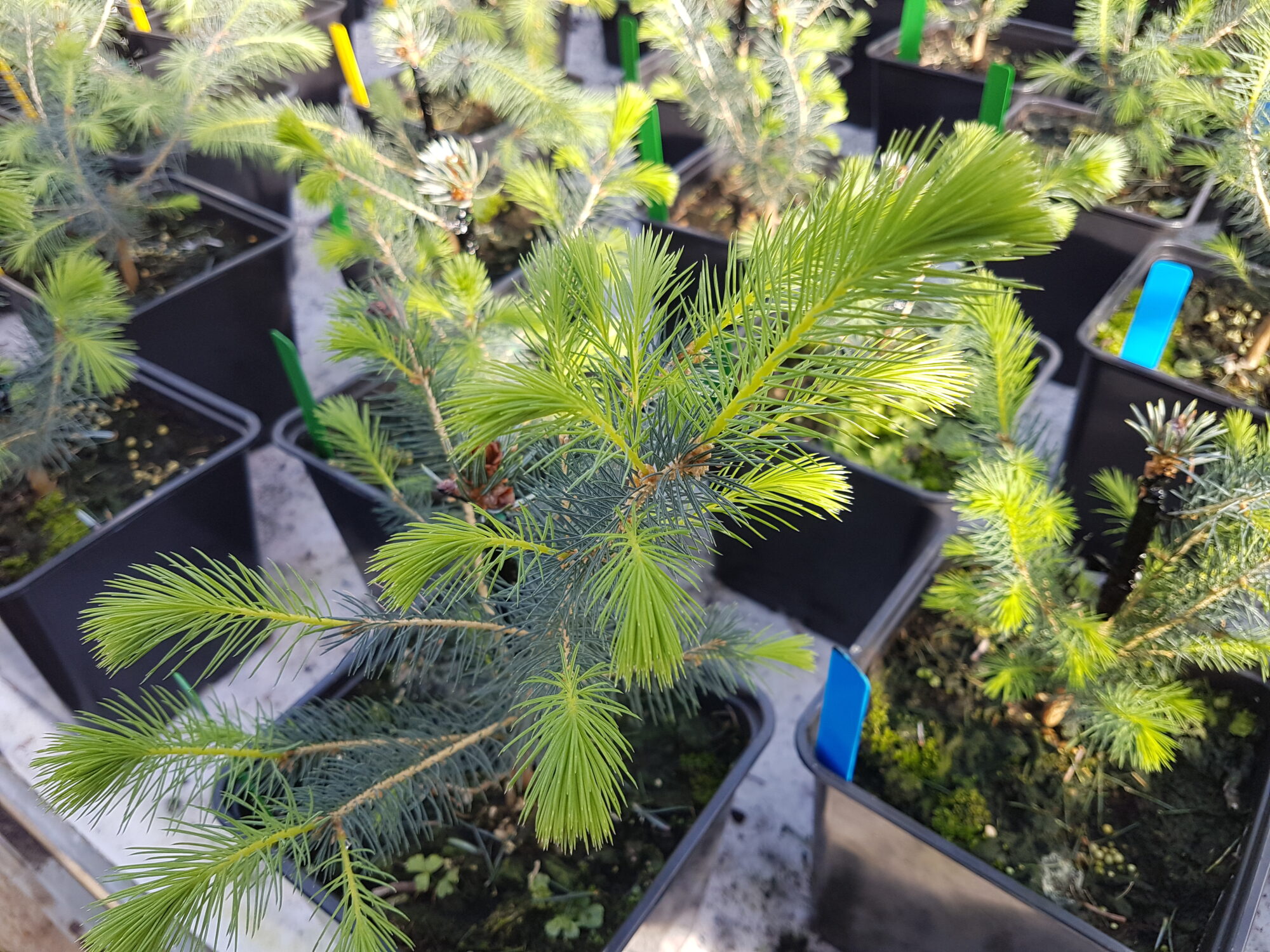 What future is the forest growing? - Tilhill Forestry