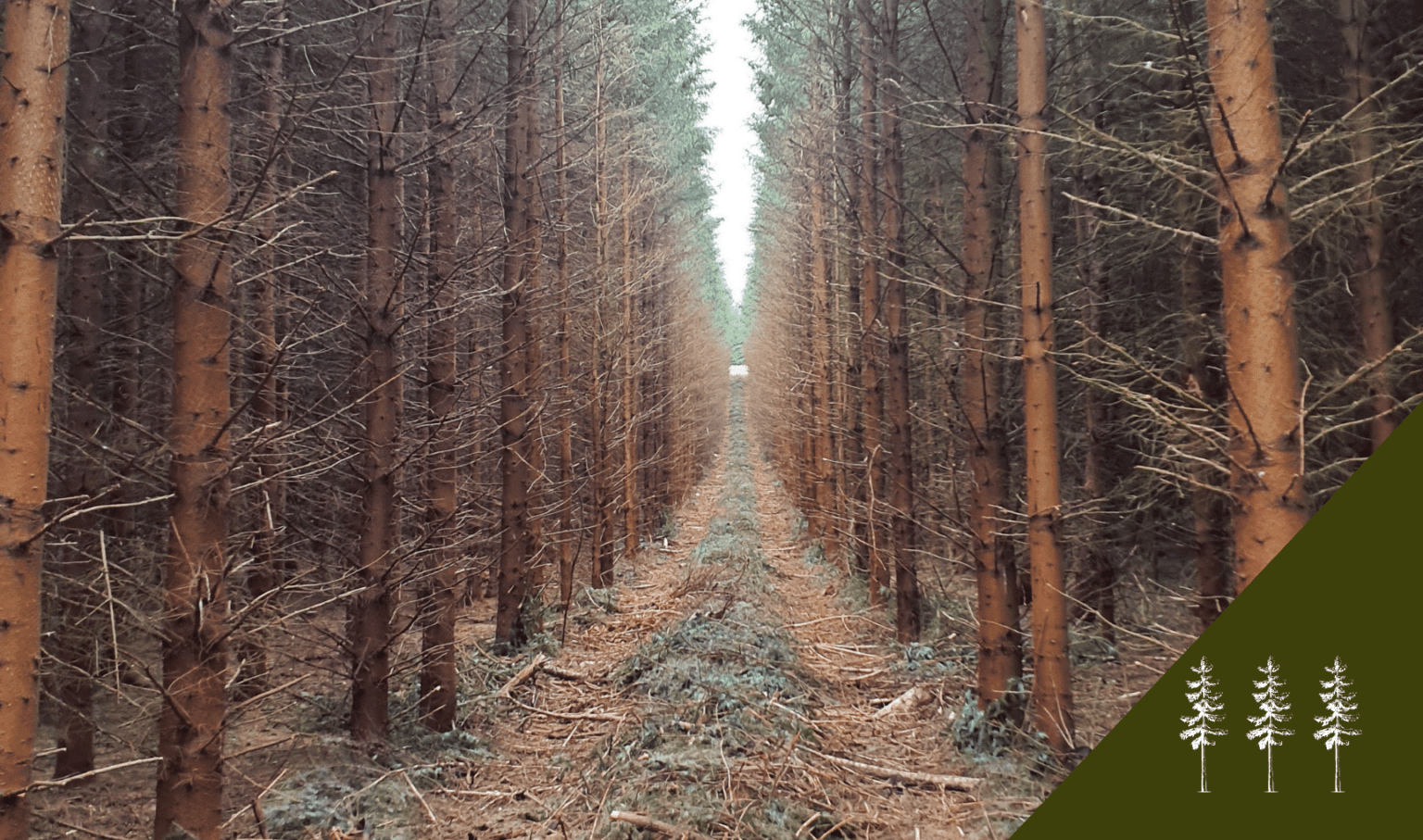 Monoculture Plantations in the UK - Tilhill Forestry