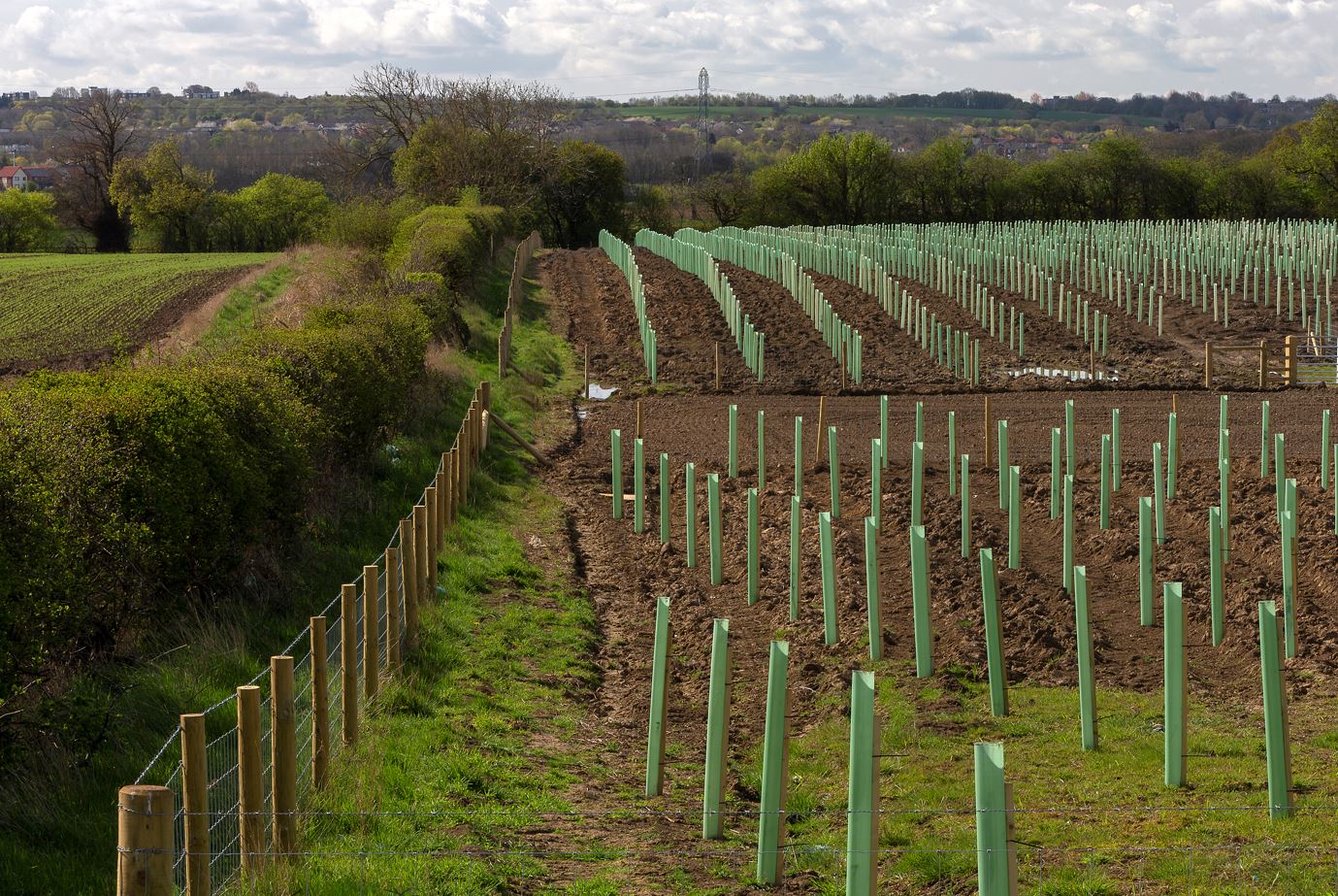 New Woodland Areas created for North East Community Forest - Tilhill ...