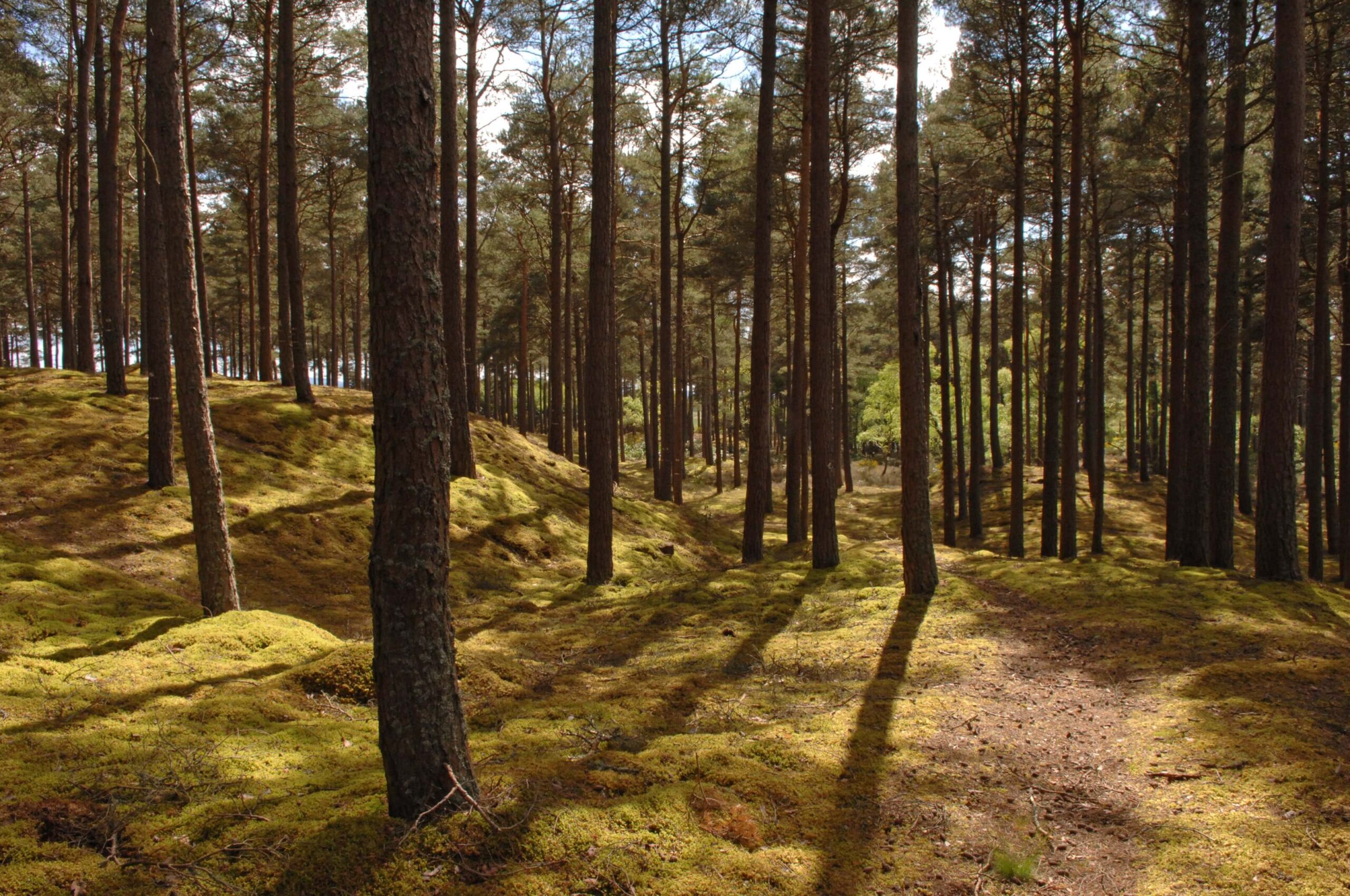 Scotland congratulated on planting season achievements - Tilhill Forestry