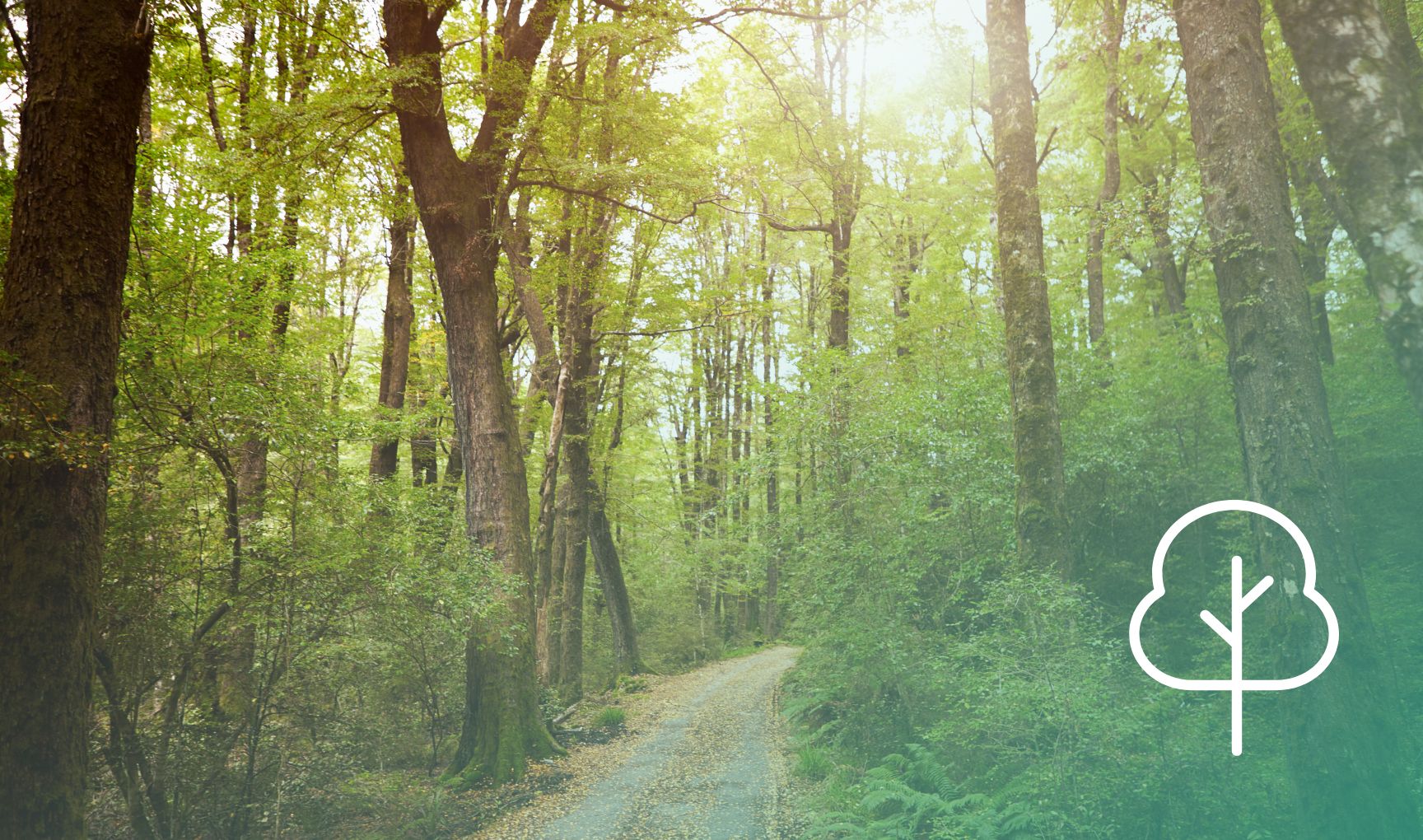 Natural Capital Investment - Tilhill Forestry