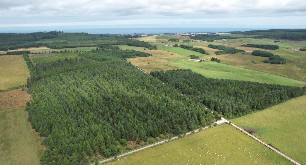 Woodland For Sale - Tilhill