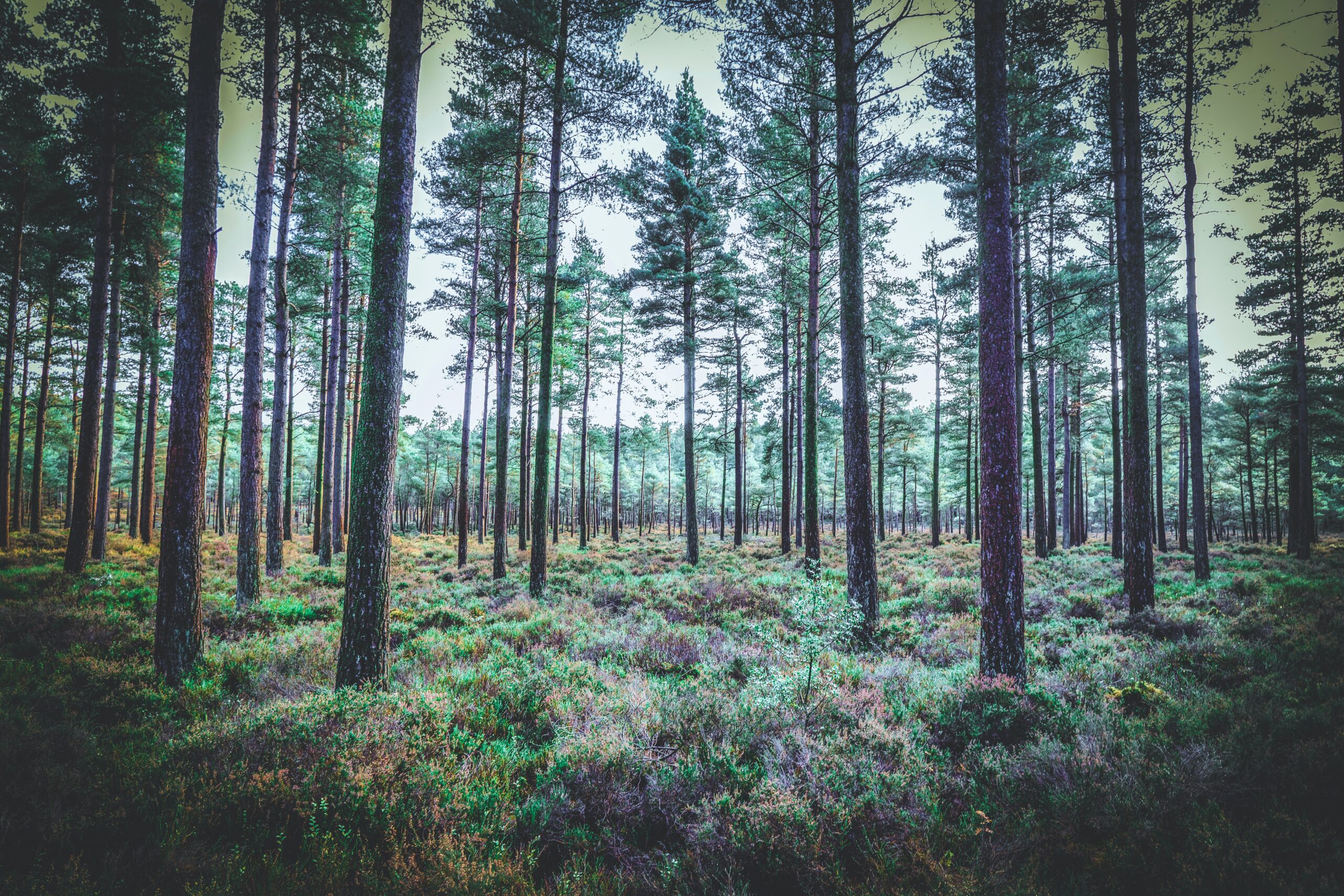 The Diverse Life of an Assistant Forest Manager - Tilhill Forestry