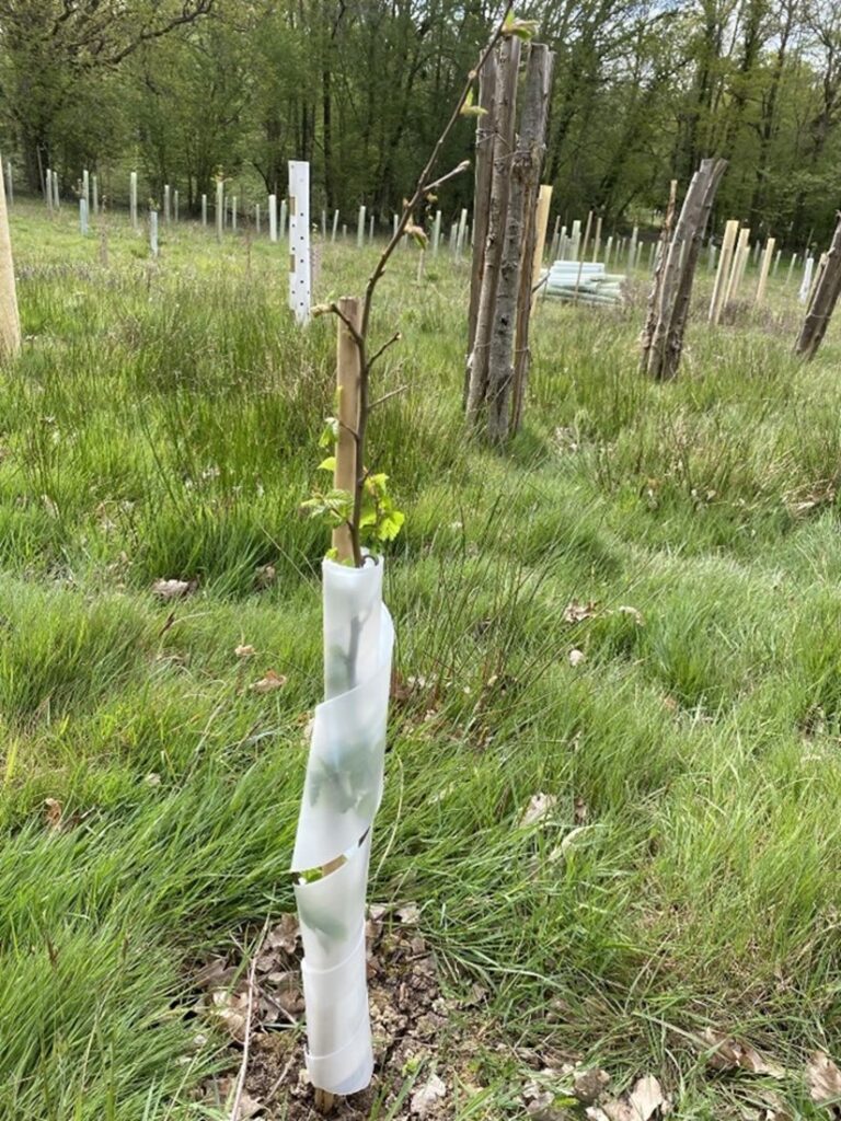 Tree Tube Trials - Tilhill Forestry