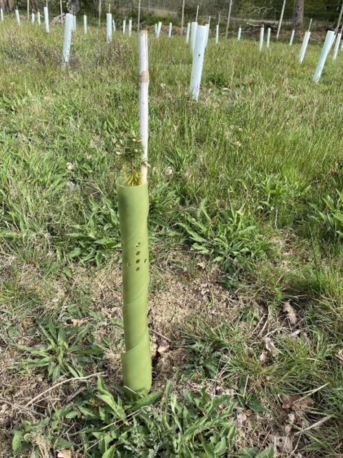 Tree Tube Trials - Tilhill Forestry