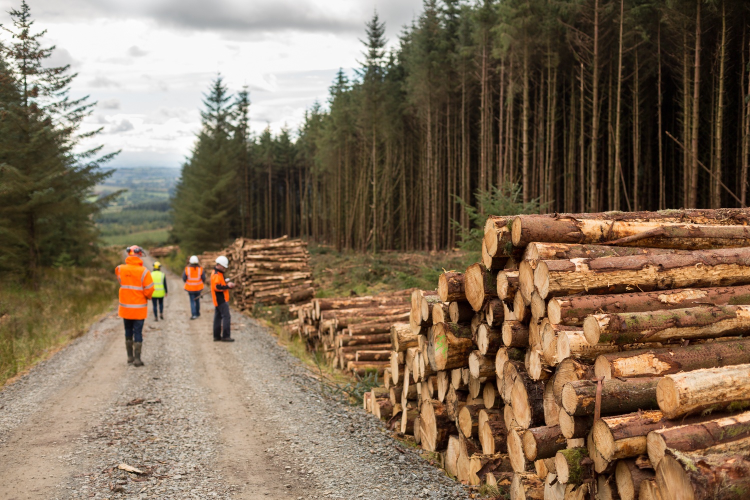 Forestry Training Fund launches to grow skilled domestic forestry ...