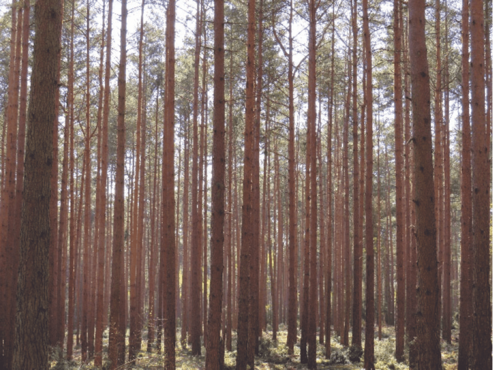 Healing an Under-Managed Woodland - Tilhill Forestry