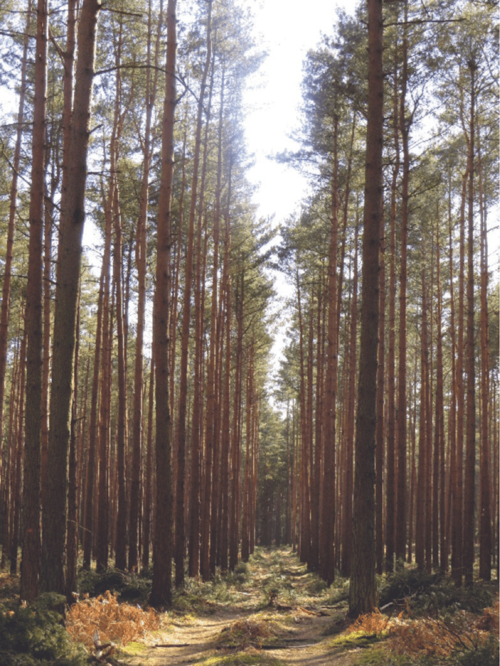 Healing an Under-Managed Woodland - Tilhill Forestry