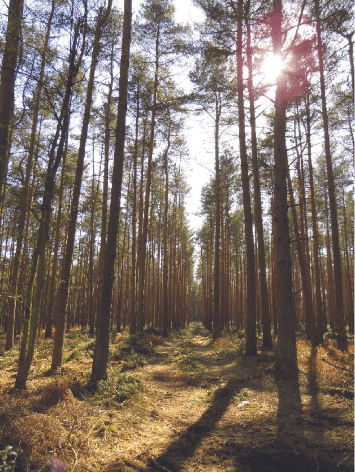 Healing an Under-Managed Woodland - Tilhill Forestry