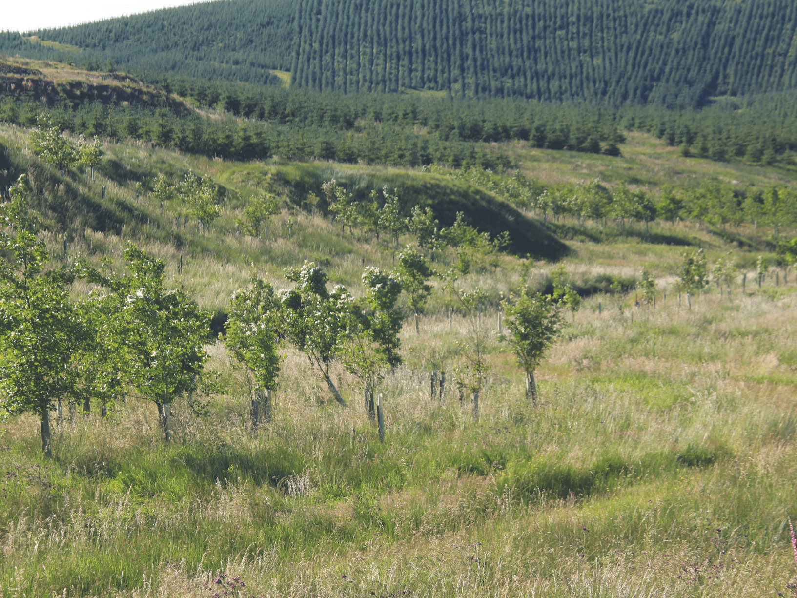 Forestry for Flooding Mitigation - Tilhill Forestry