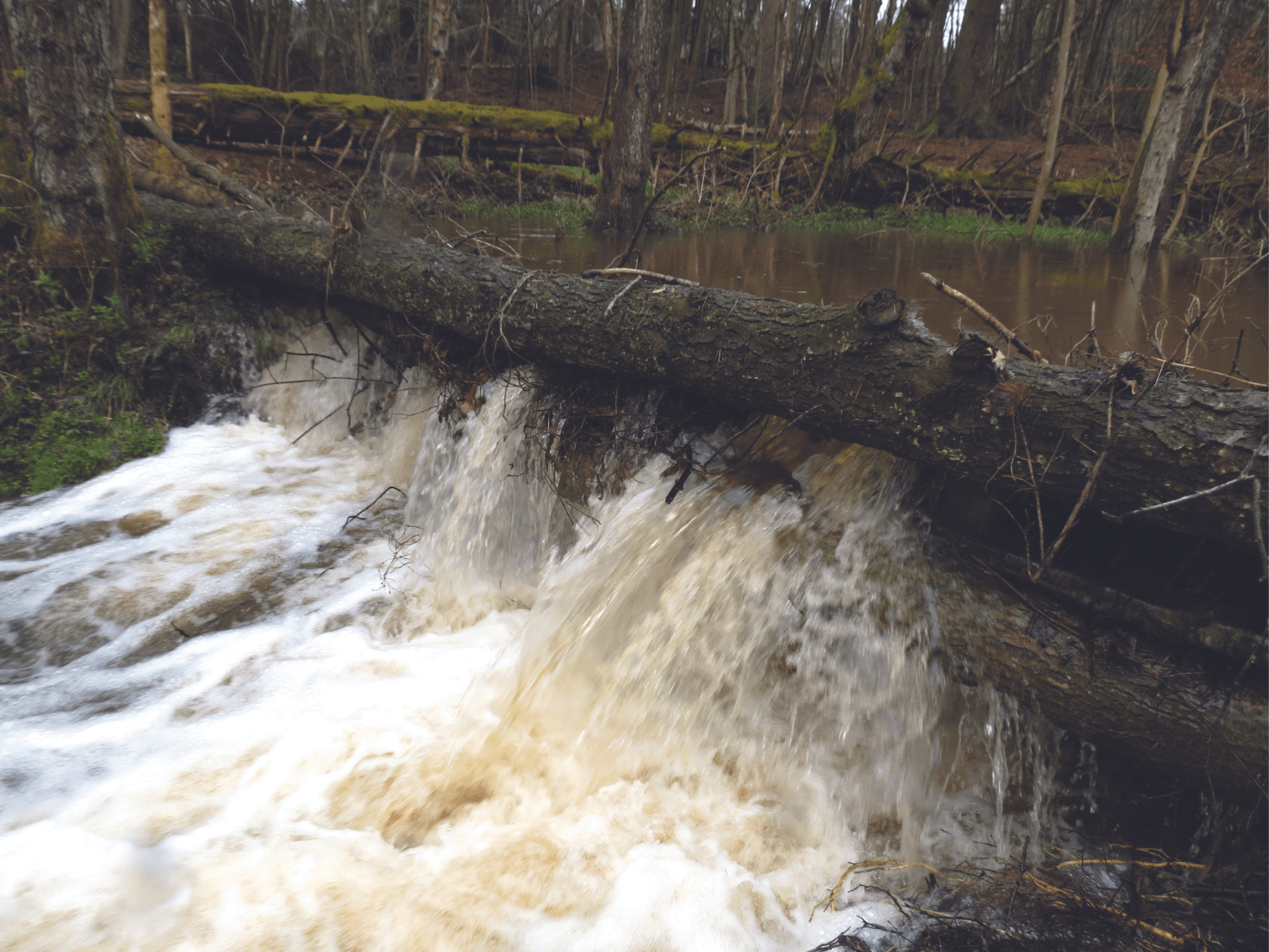 Forestry for Flooding Mitigation - Tilhill Forestry