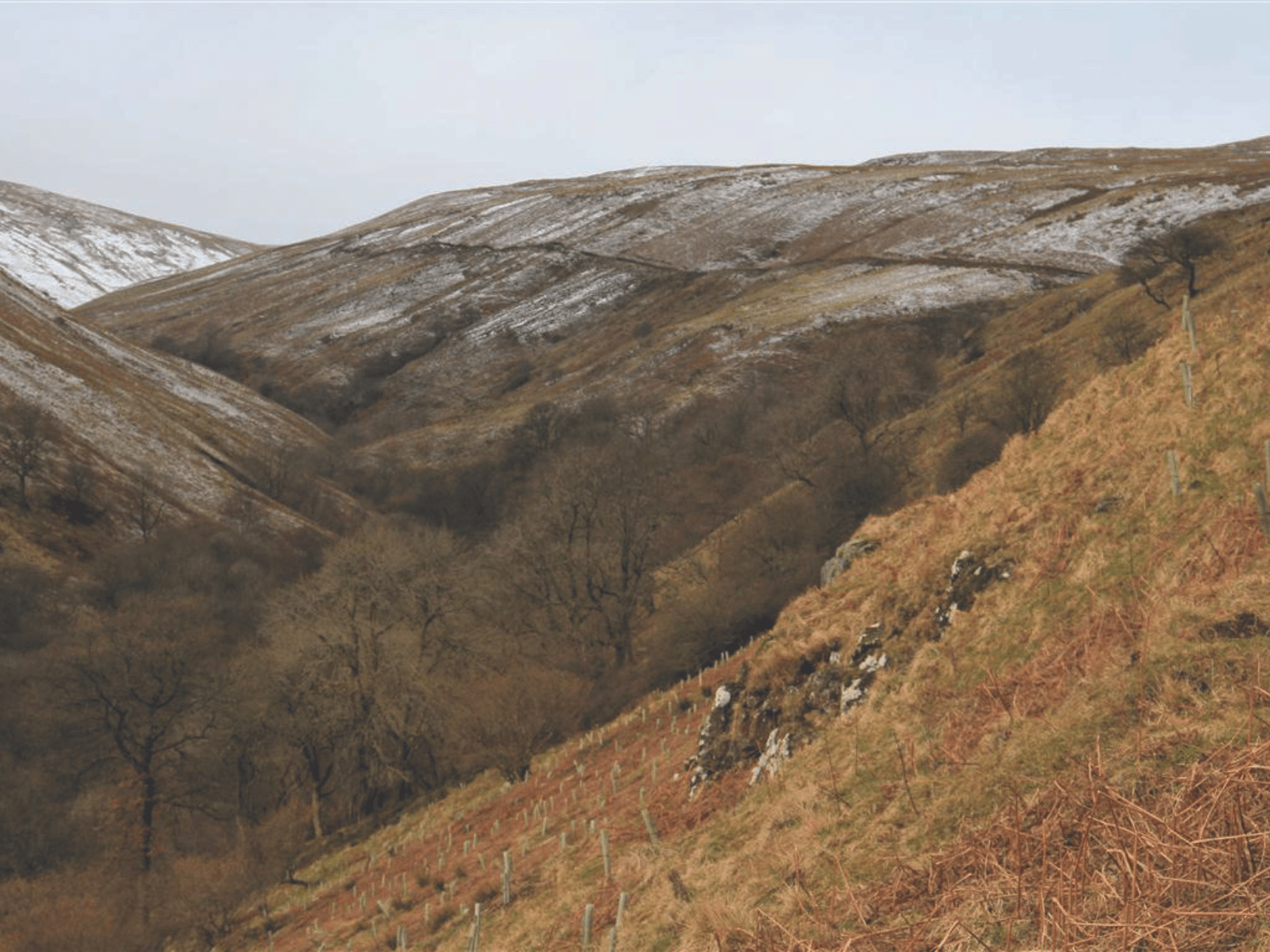 Forestry for Flooding Mitigation - Tilhill Forestry