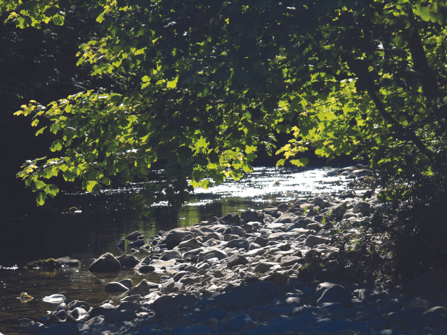 Forestry and Woodland - Tilhill Forestry