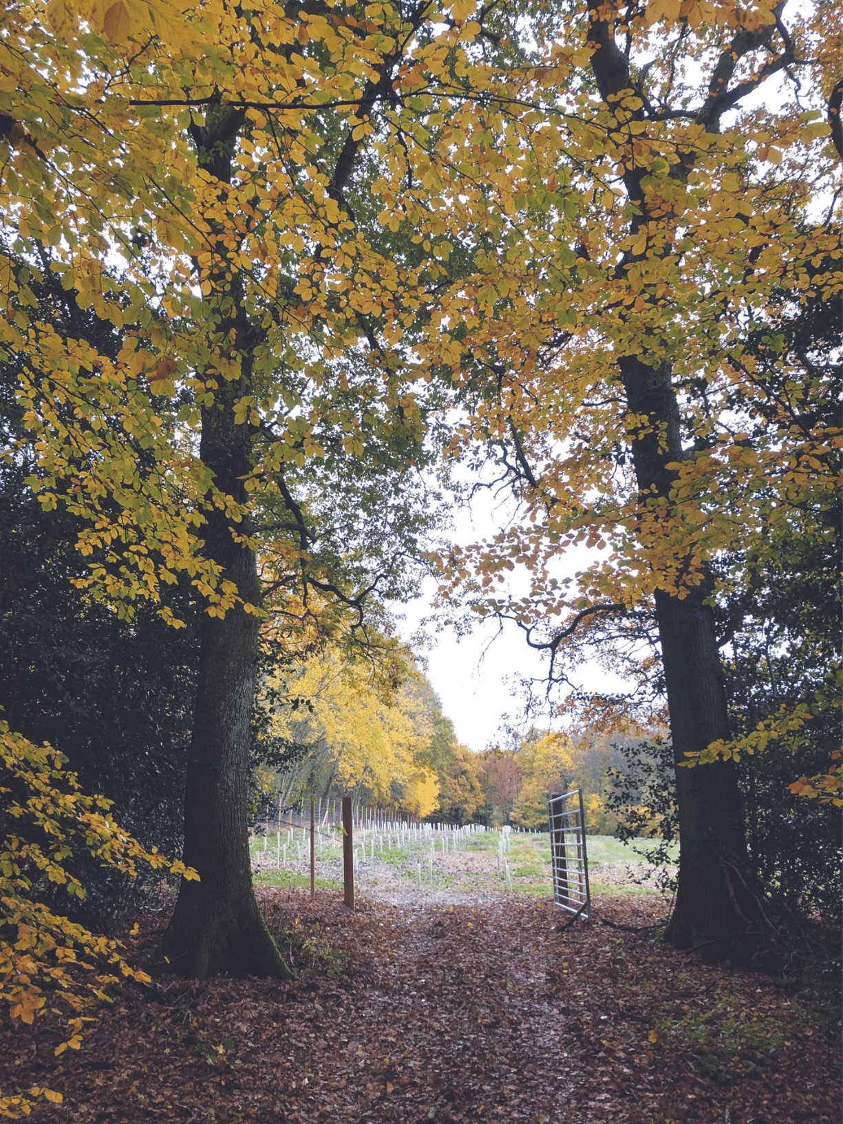 New Conifer and Broadleaf Planting - Tilhill Forestry